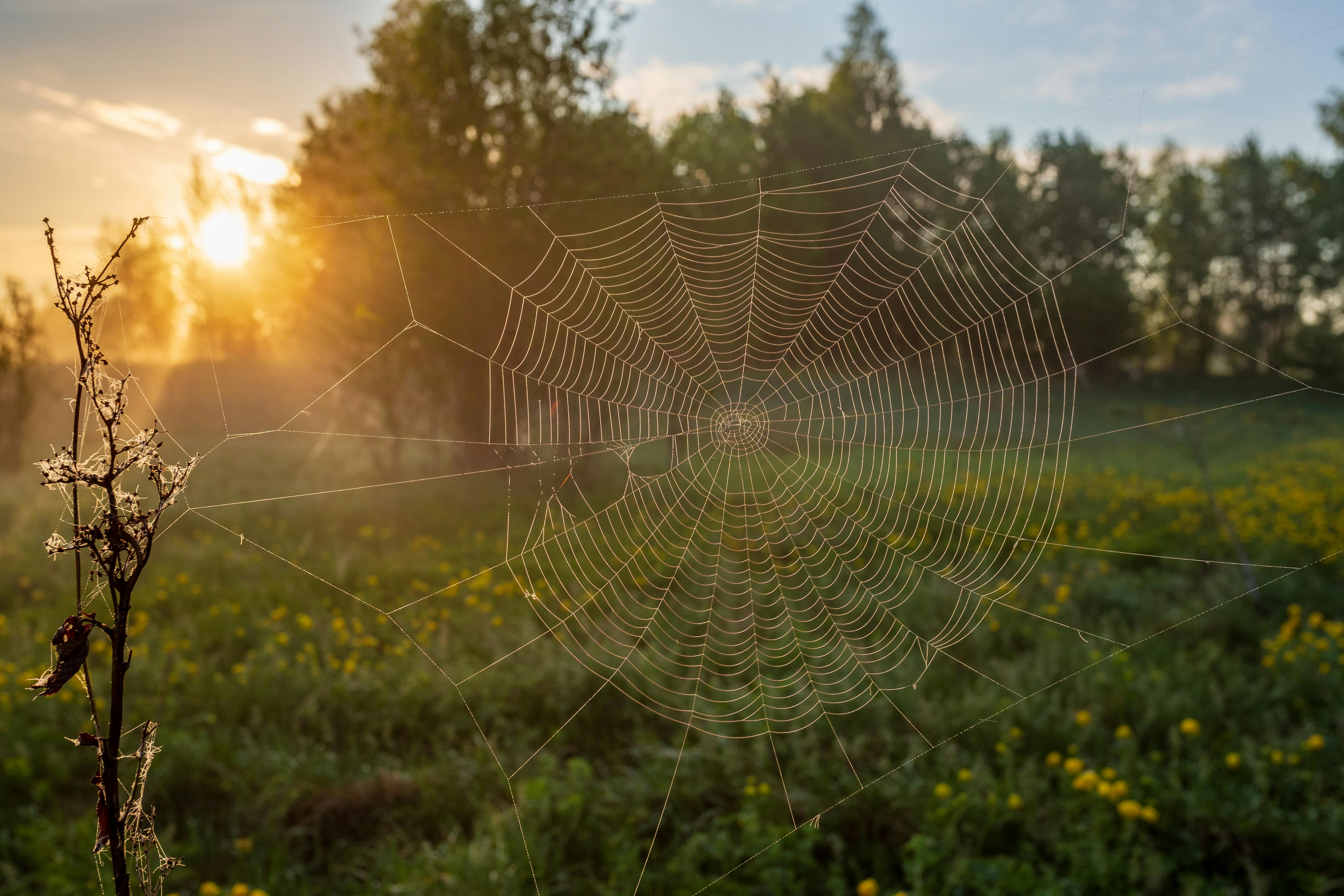 Close Up Photo of Cobweb · Free Stock Photo