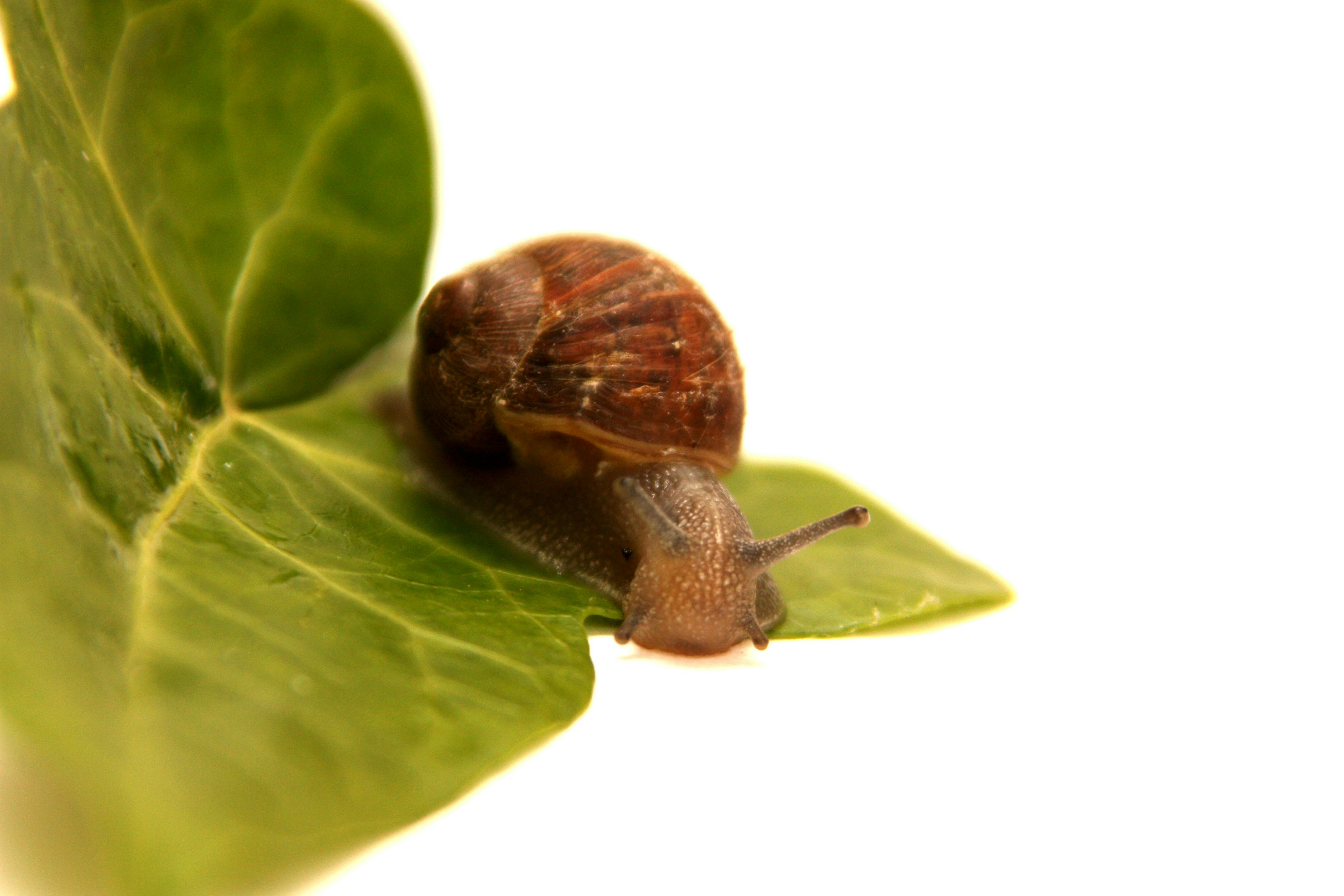 Macro Photo of Brown Snail on Leaf · Free Stock Photo