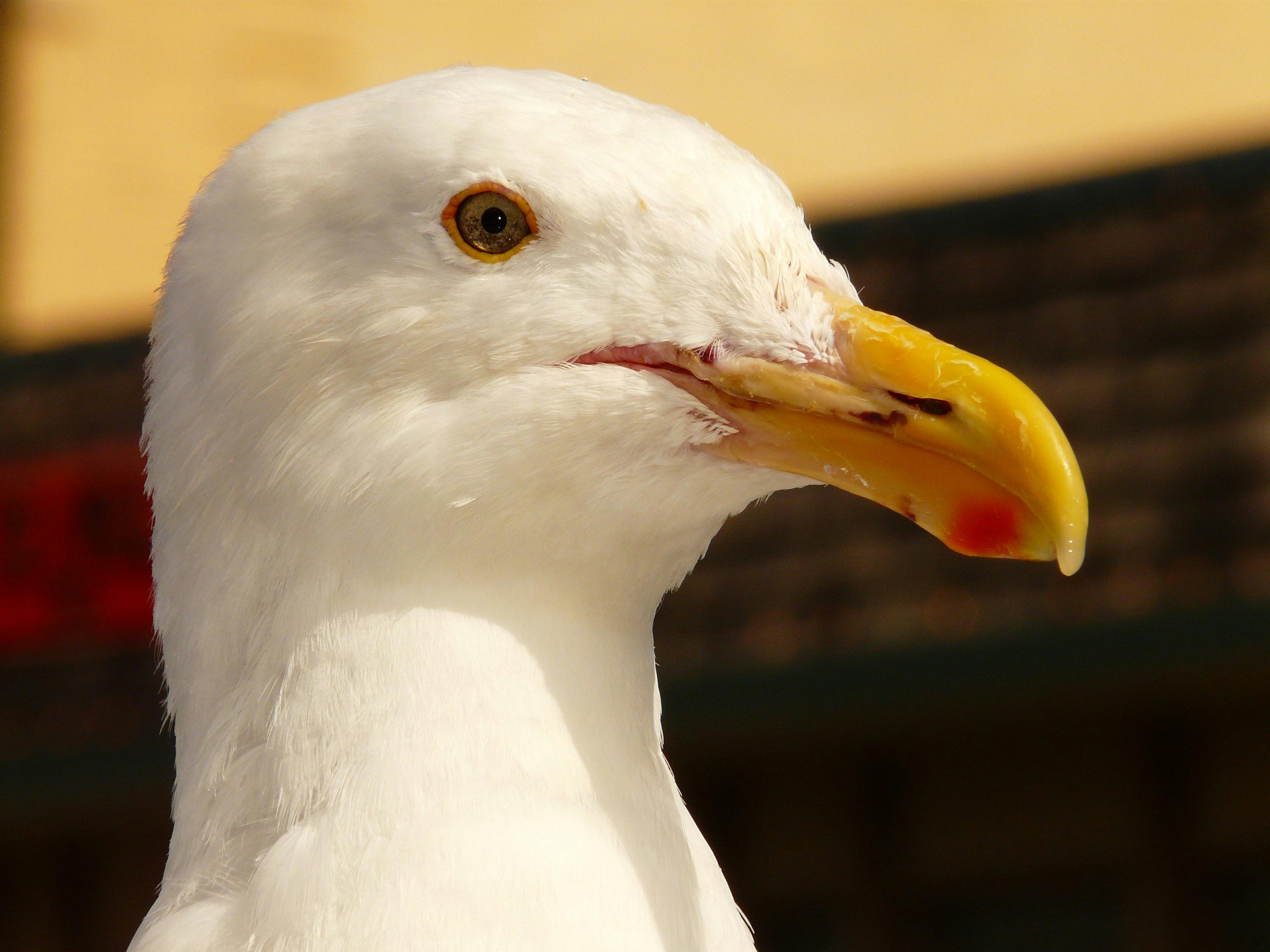 Seagull Eye Photos, Download The BEST Free Seagull Eye Stock Photos ...