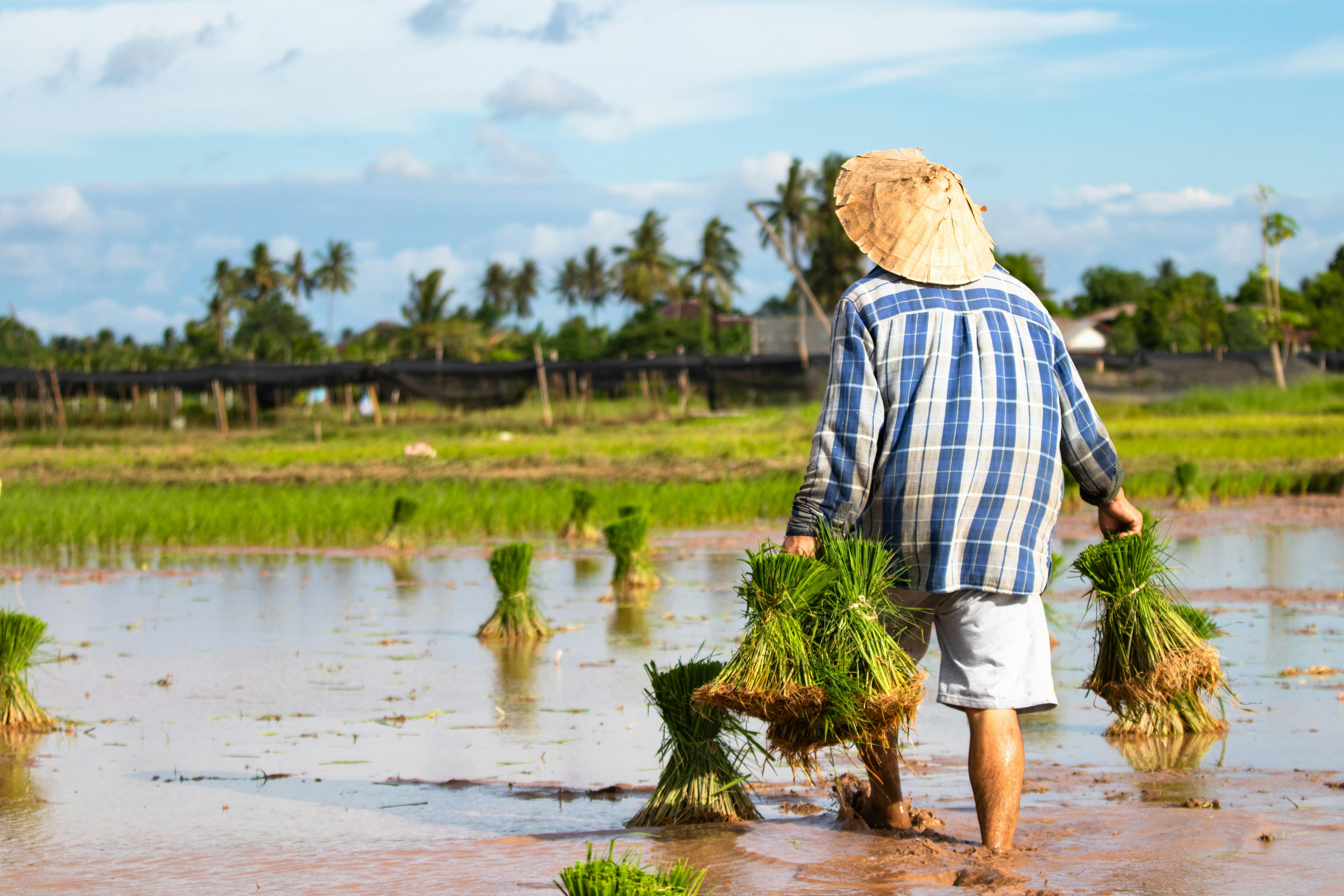 A Farmer Weeding a Paddy Field · Free Stock Photo