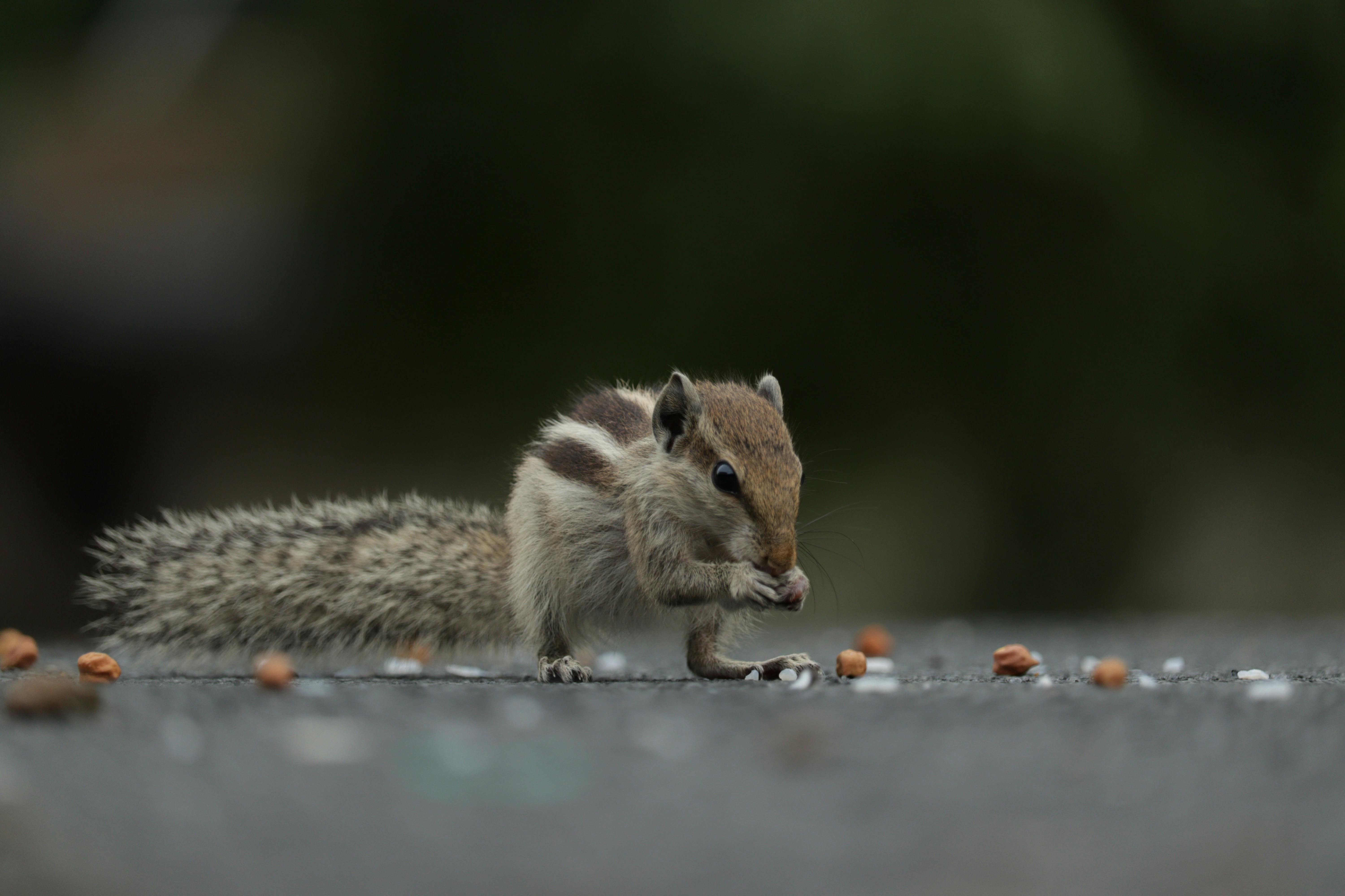 A White Rodent on the Ground · Free Stock Photo