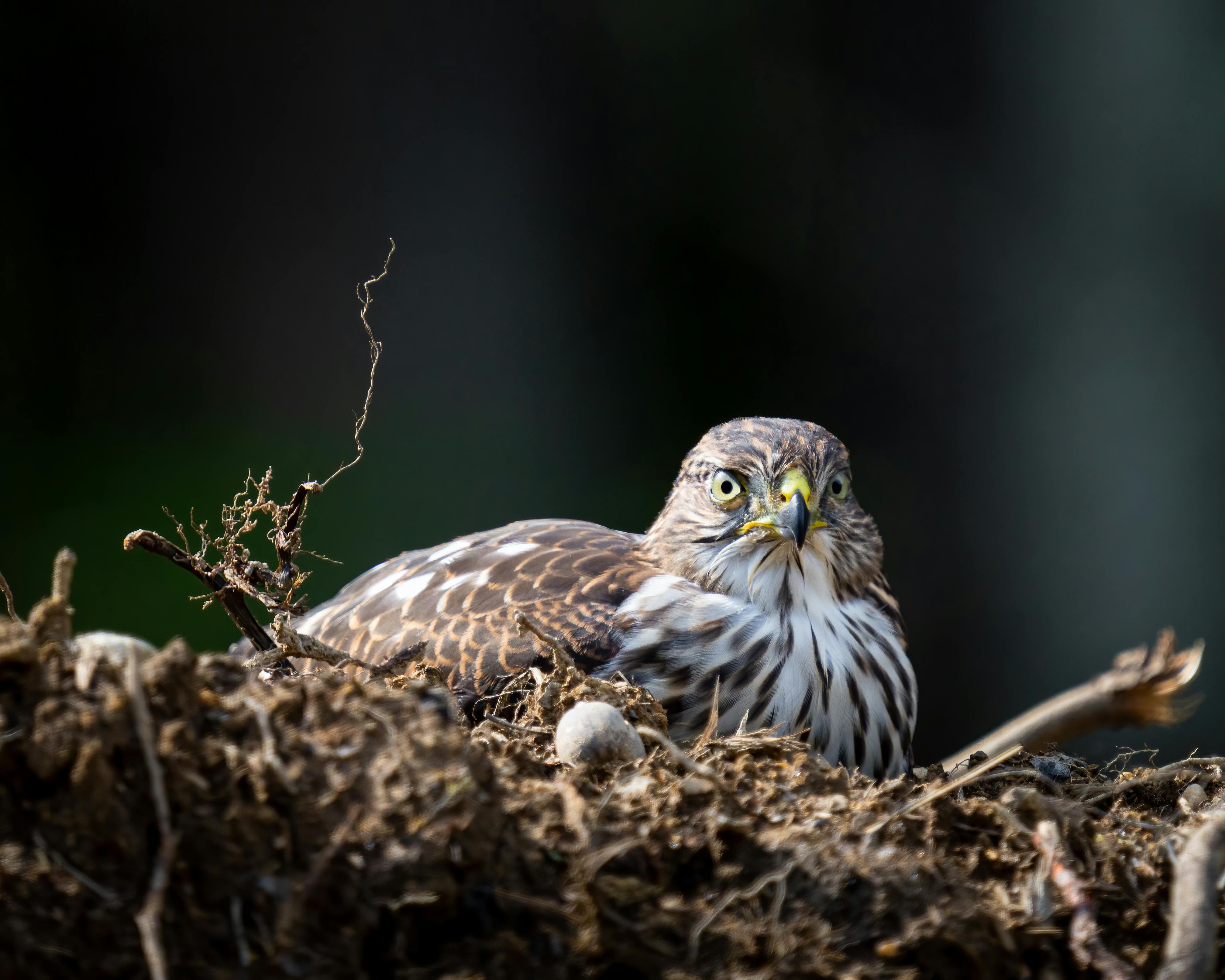 Brown Hawk Flying over the Trees · Free Stock Photo