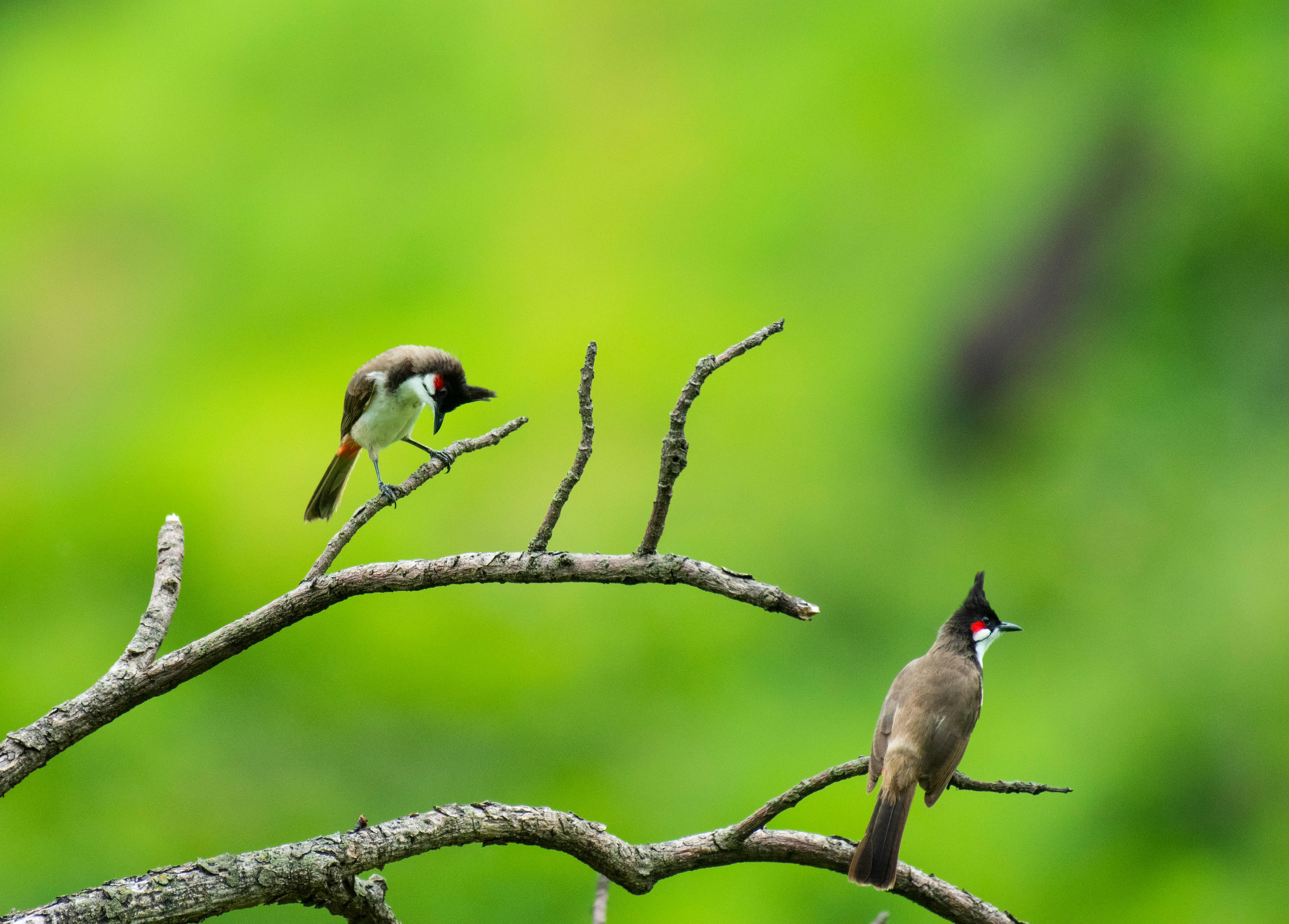 Wild Bird Capture Photos, Download The BEST Free Wild Bird Capture ...