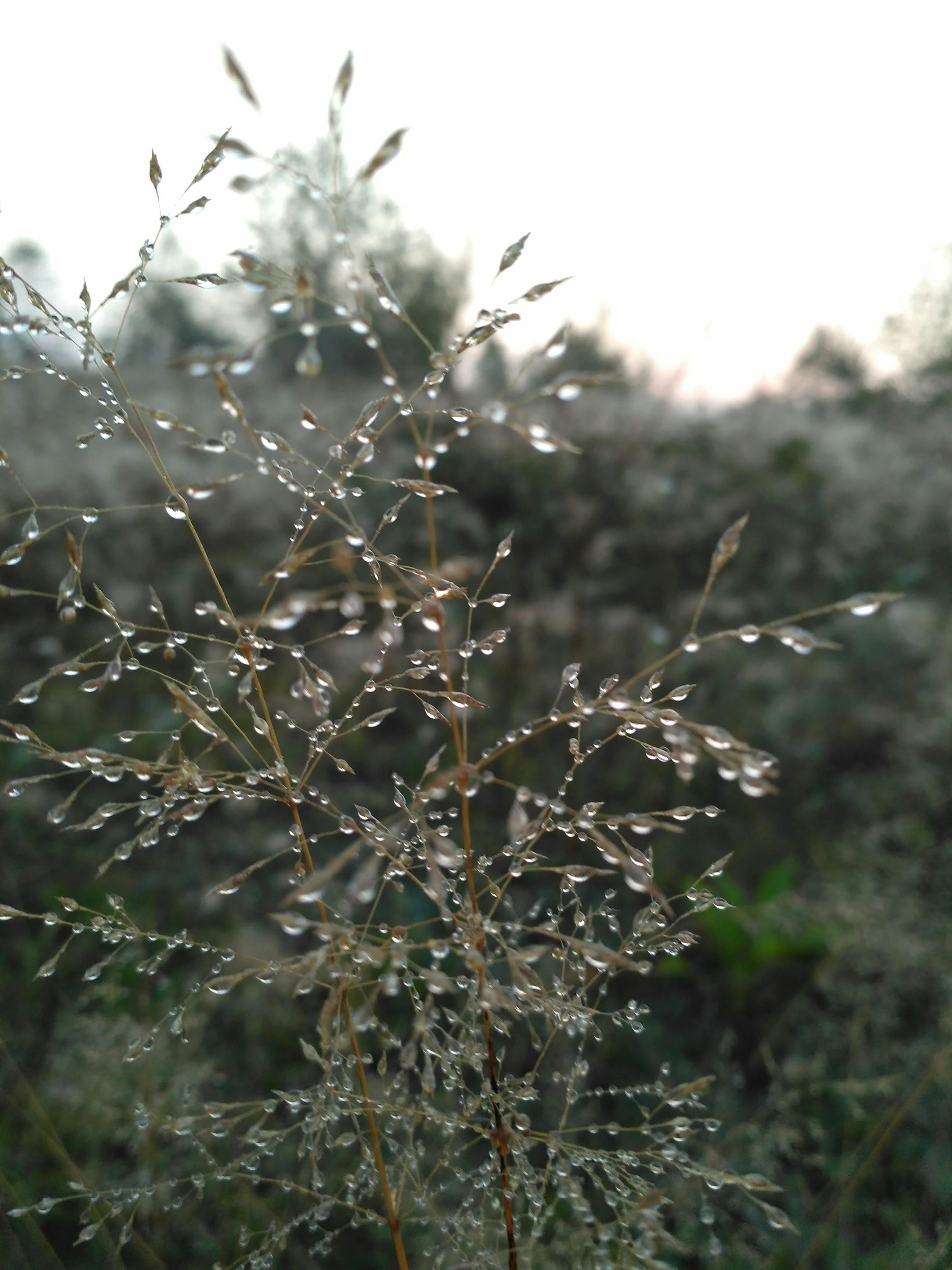 Free stock photo of dew, dewdrop, dewdrops