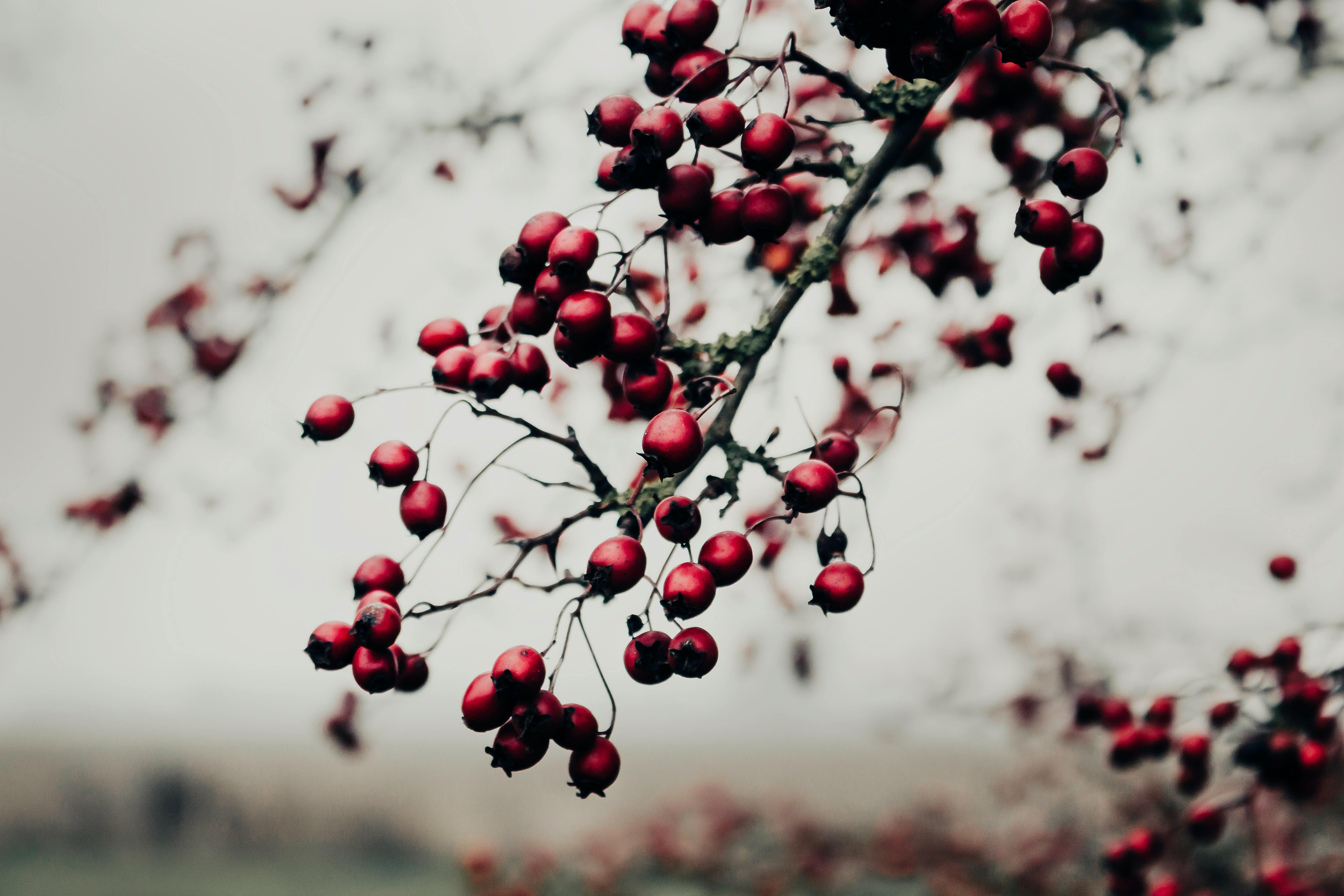 Close Up Photo of Hawthorns · Free Stock Photo