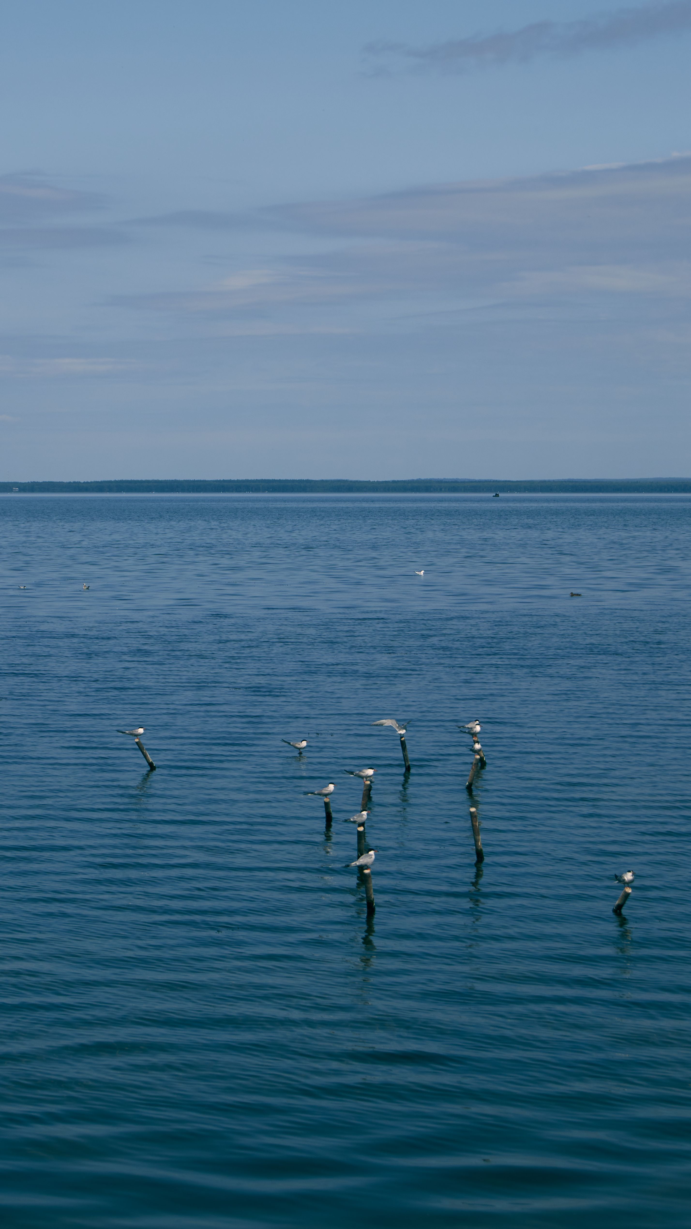 Birds on the Water in the Sea · Free Stock Photo