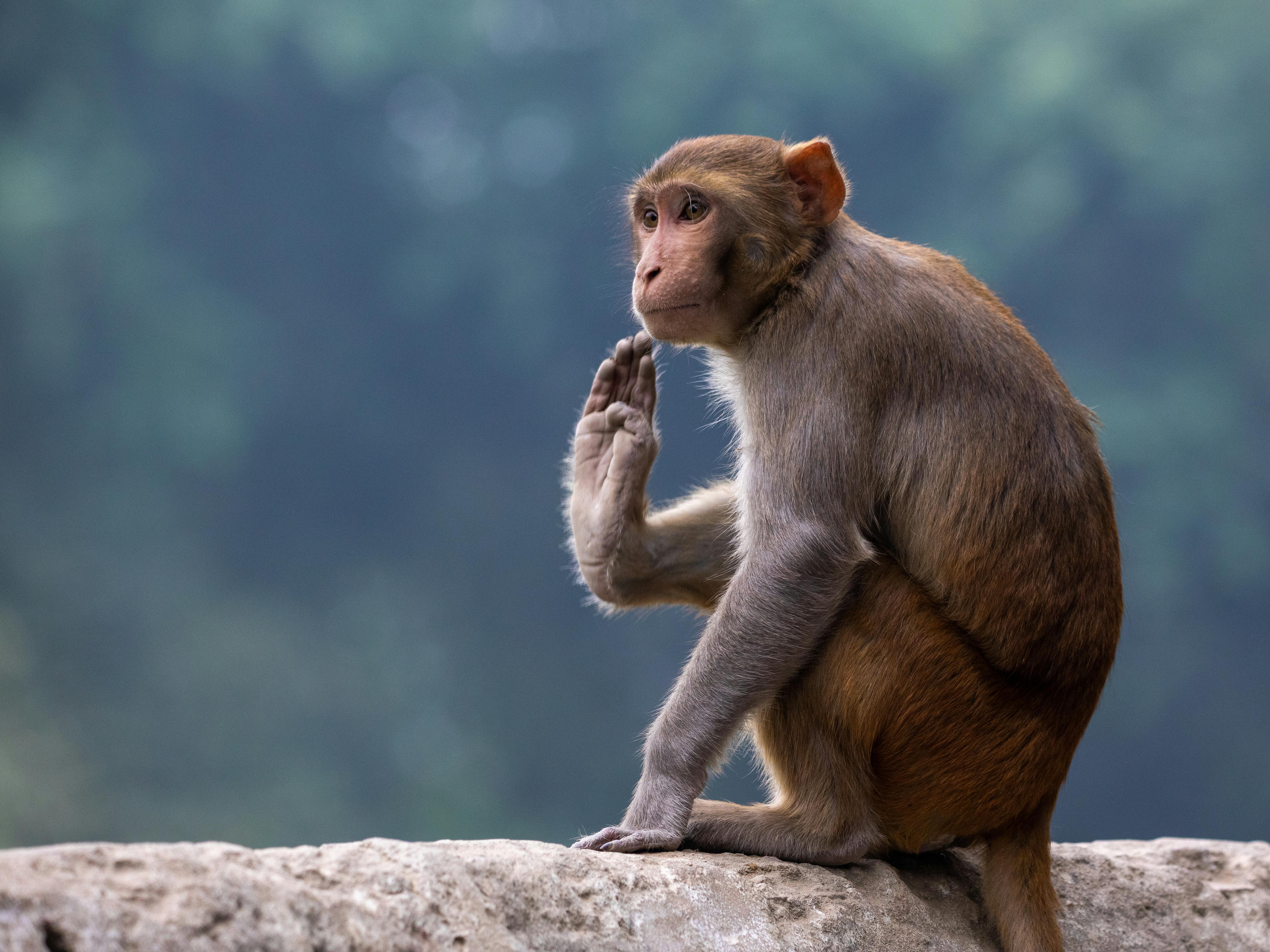 Close-Up Shot of a Brown Monkey Sitting on Concrete Surface · Free ...