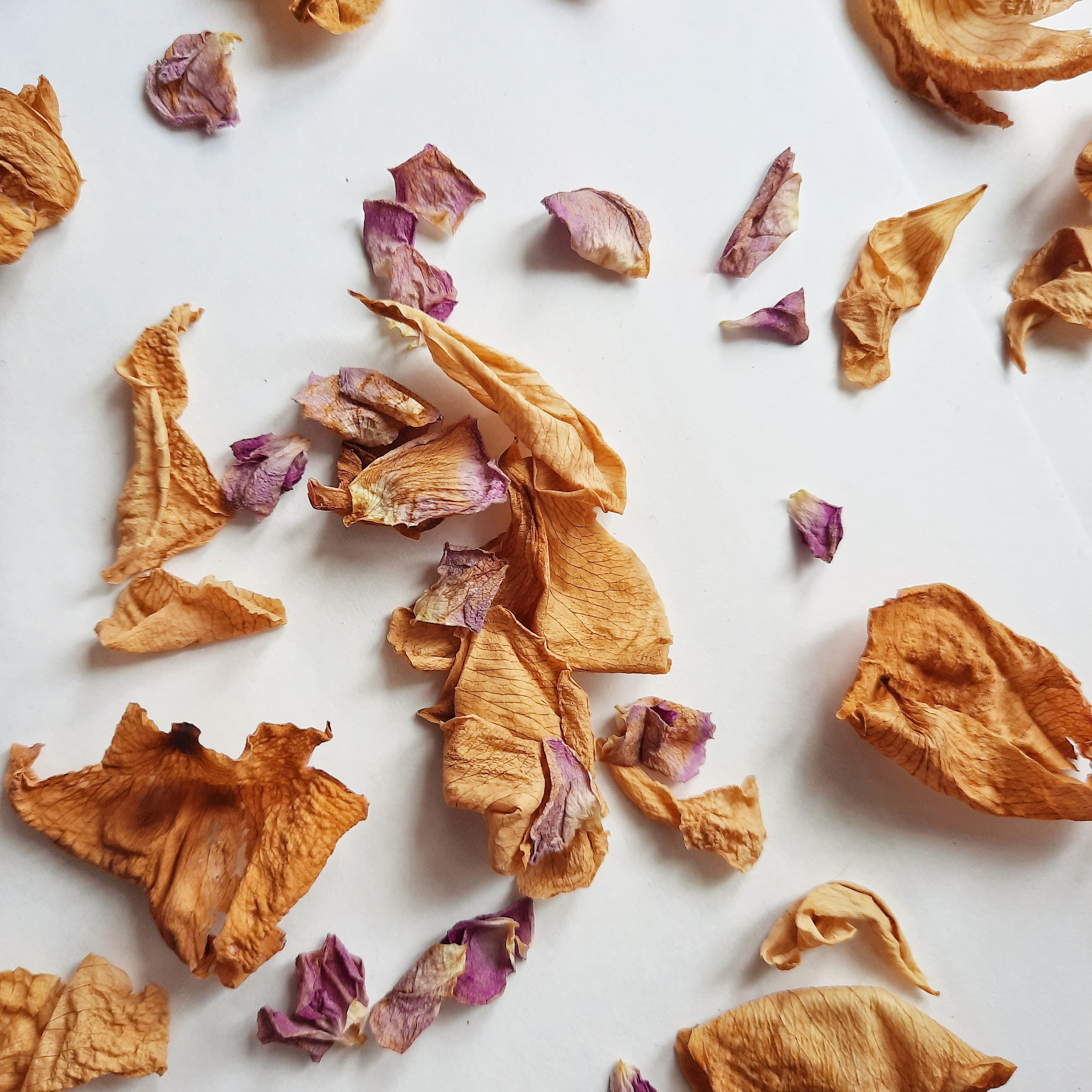 Close-up of Flower Petals · Free Stock Photo