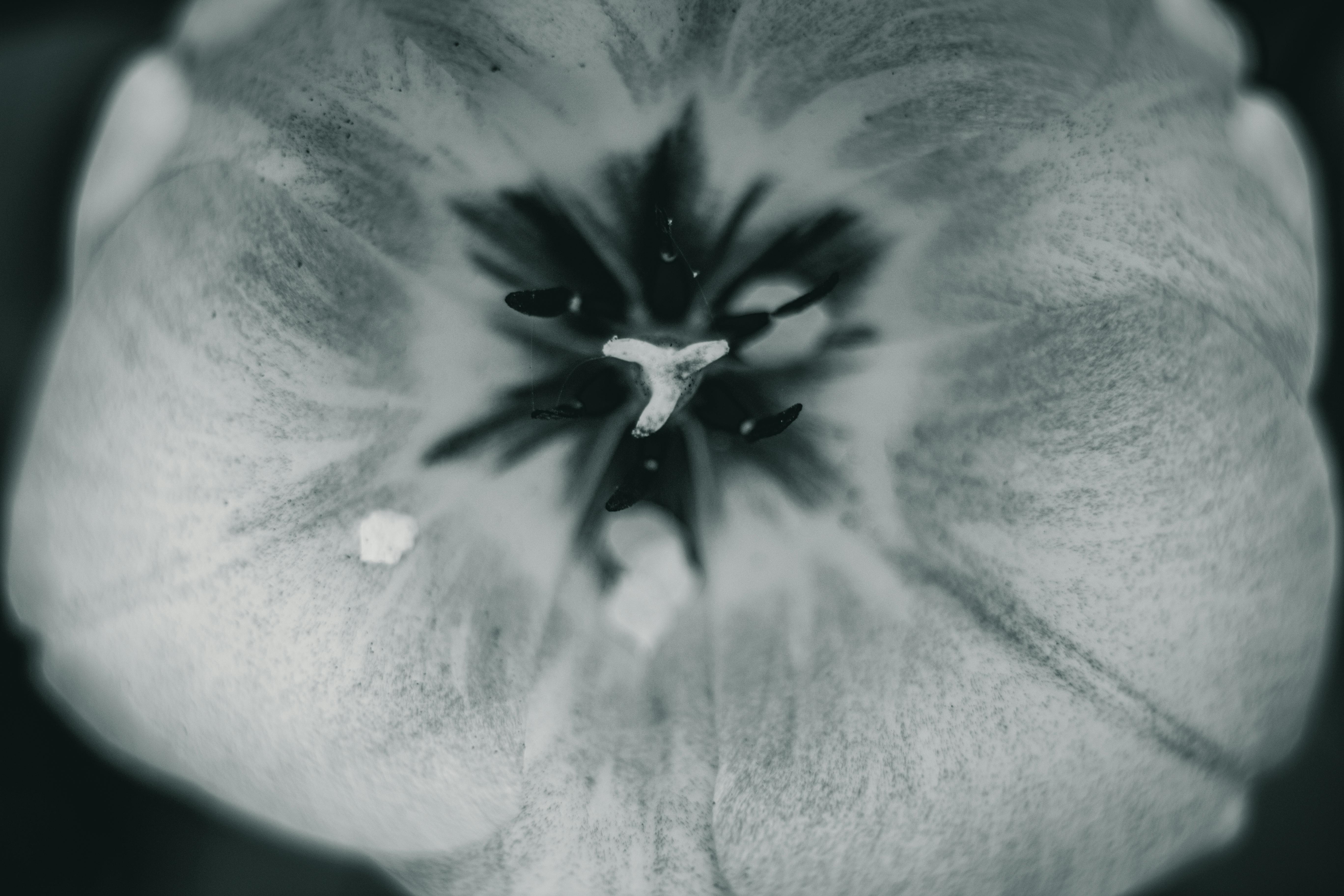 Grayscale Photo of a Flower · Free Stock Photo