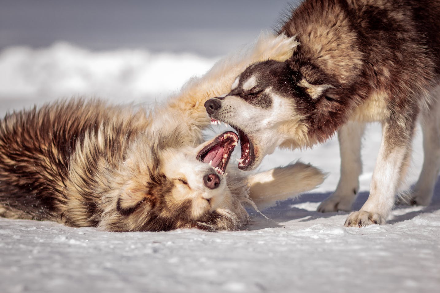 Understanding Rage Syndrome in Dogs: A Rare Genetic Disorder