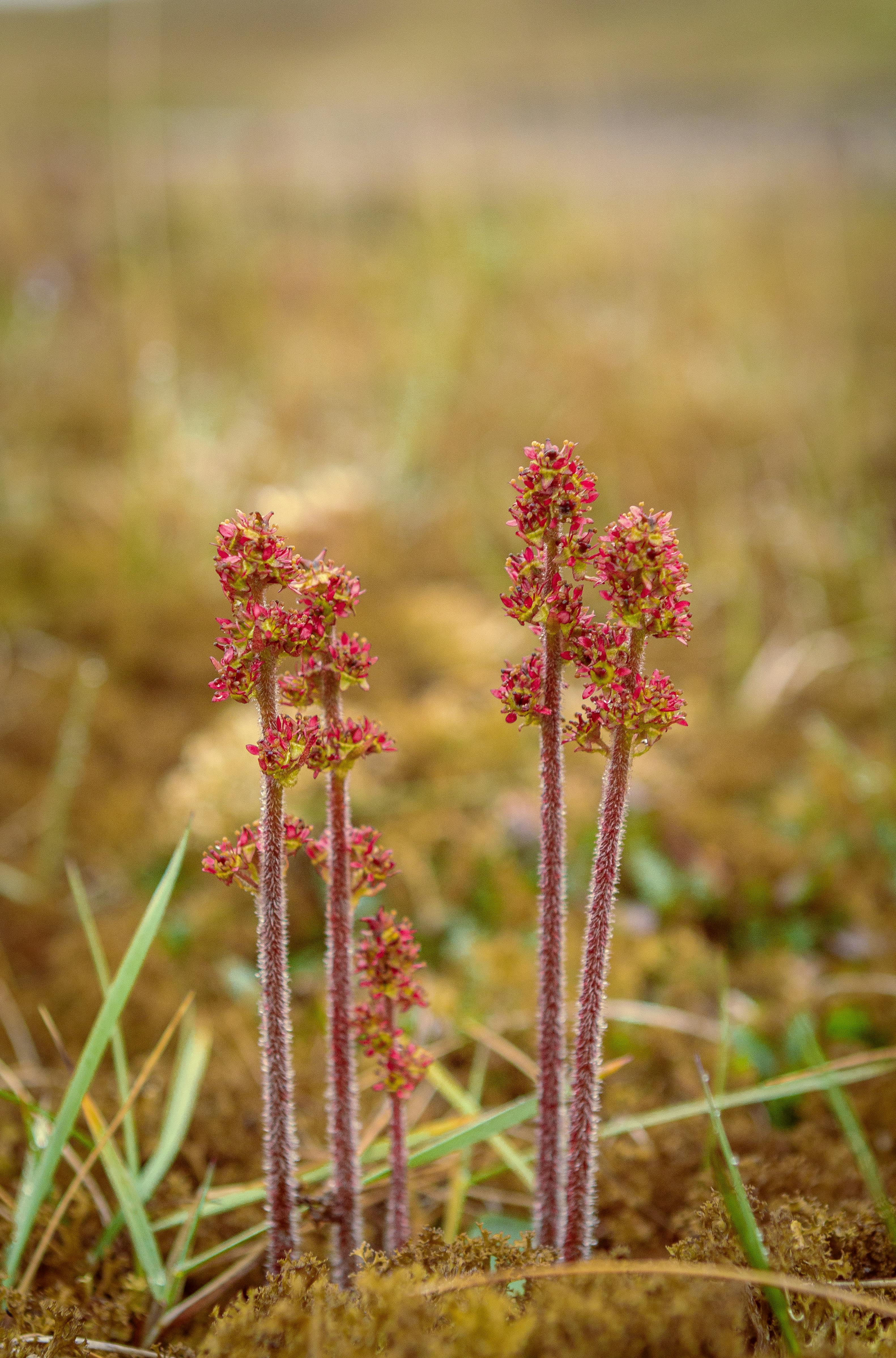Close-Up Shot of Blooming Red Grass Flowers · Free Stock Photo