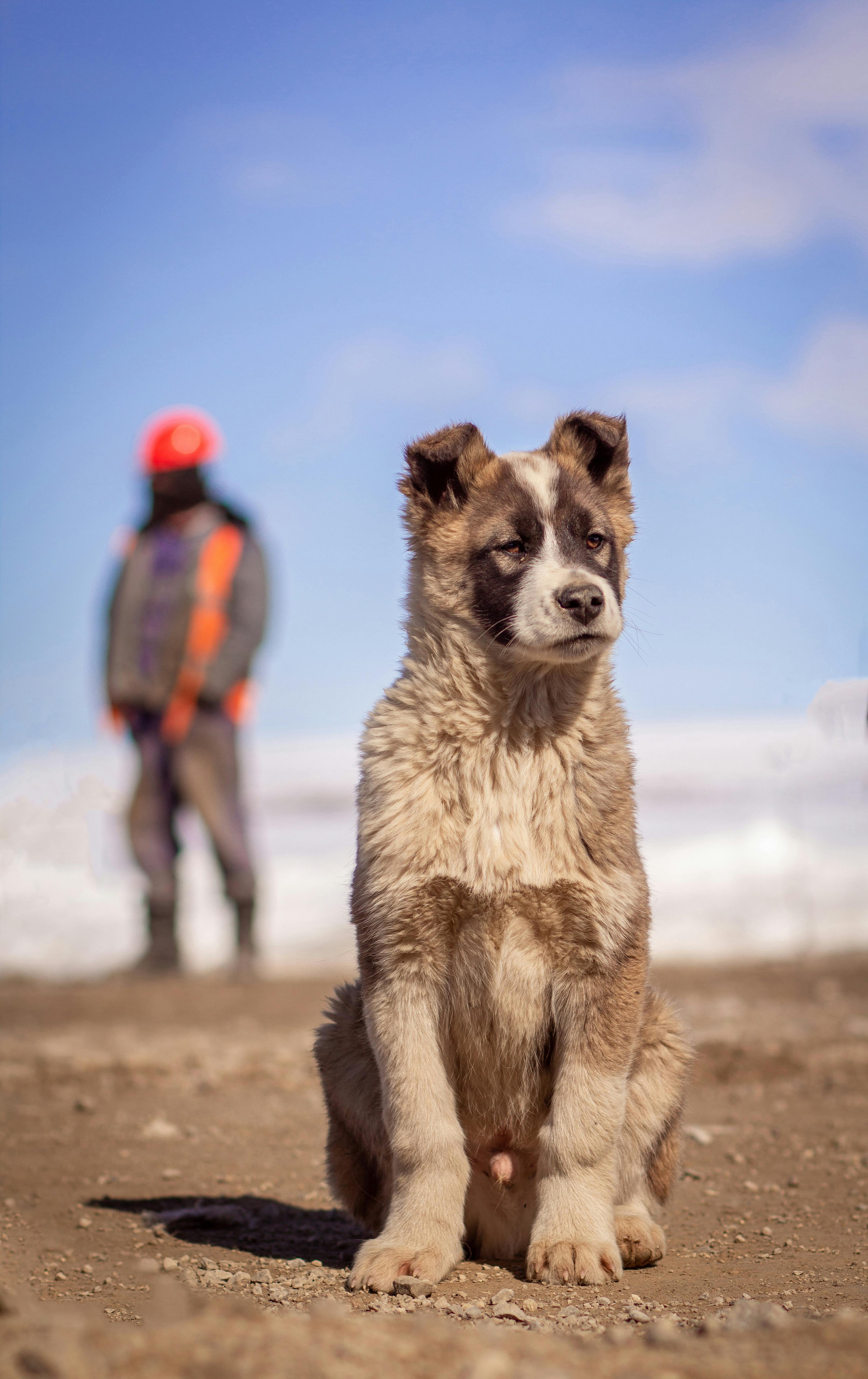 Furry Pup Photos, Download The BEST Free Furry Pup Stock Photos & HD Images