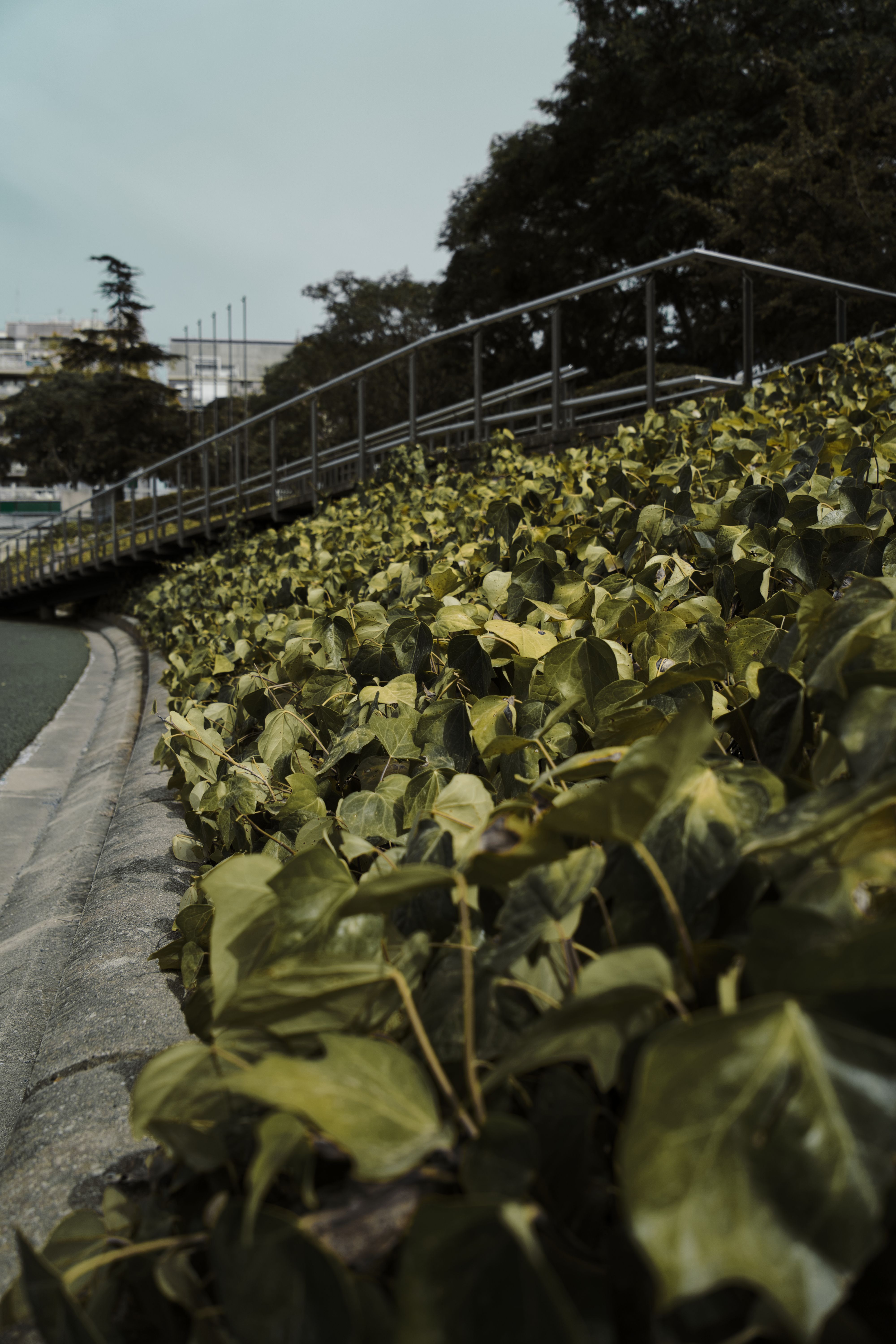 Plants Planted on Riverbanks · Free Stock Photo