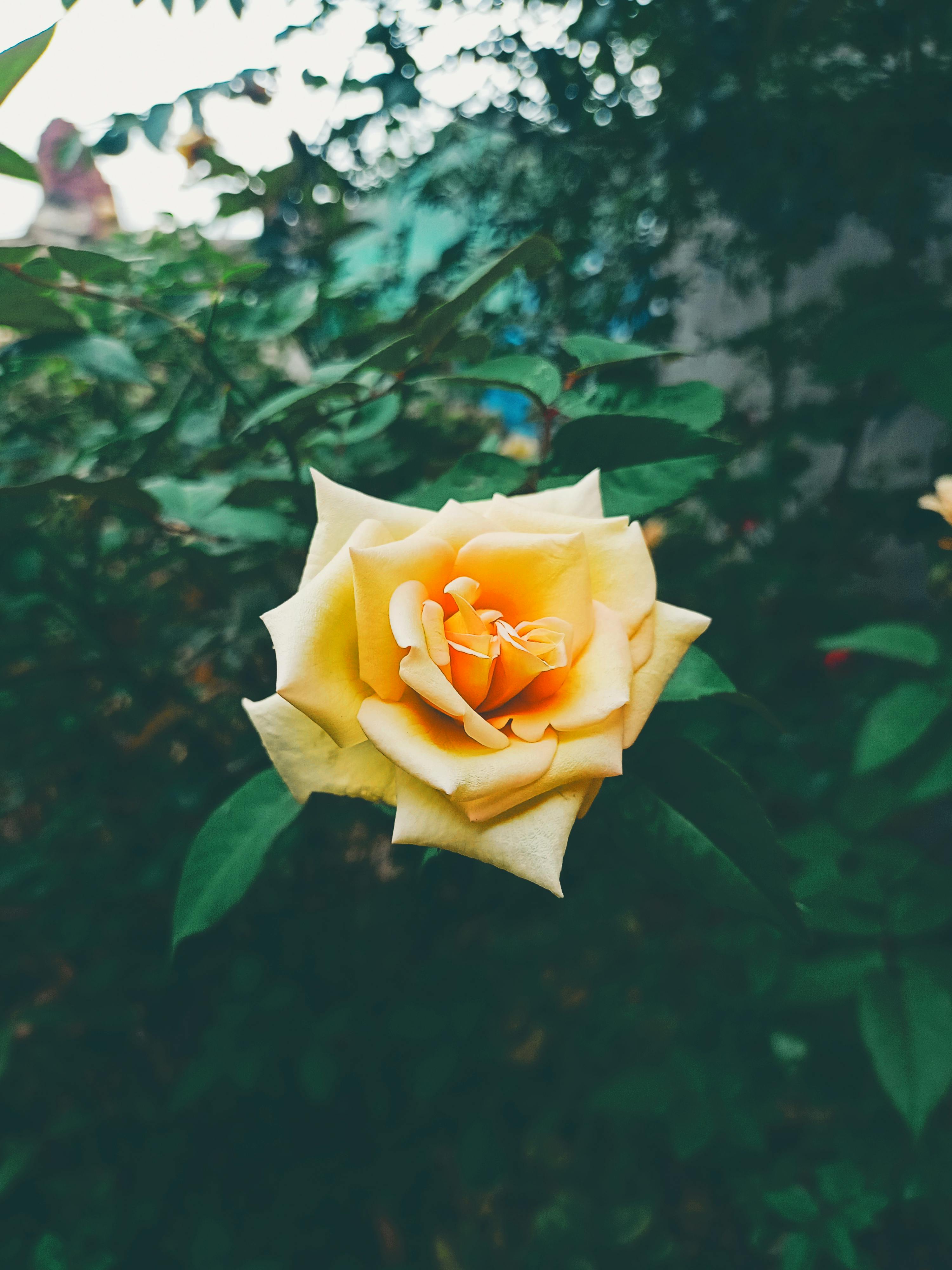 Photo of Person Putting Rose on Grave · Free Stock Photo