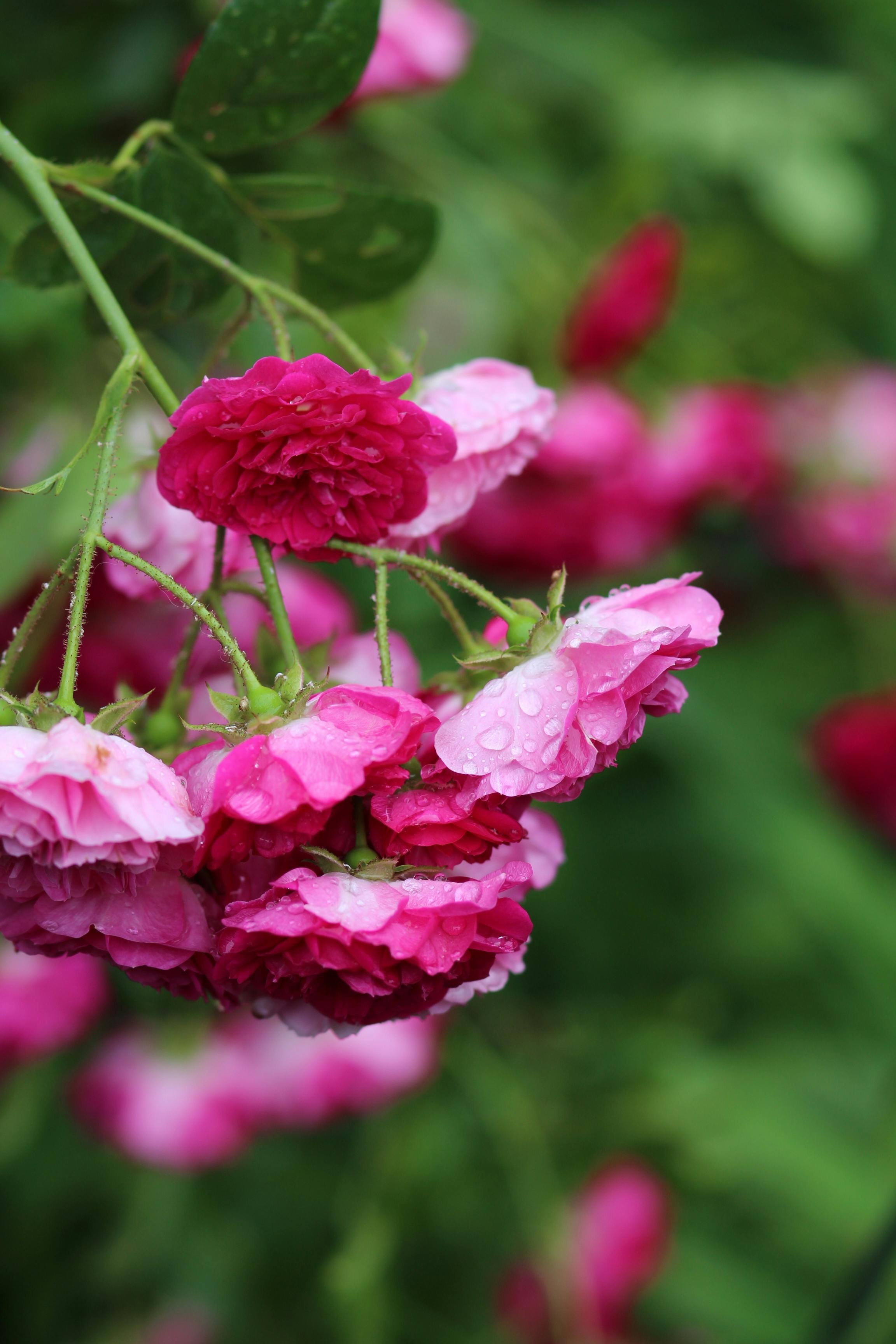 Rambling Photos, Download The BEST Free Rambling Stock Photos & HD Images