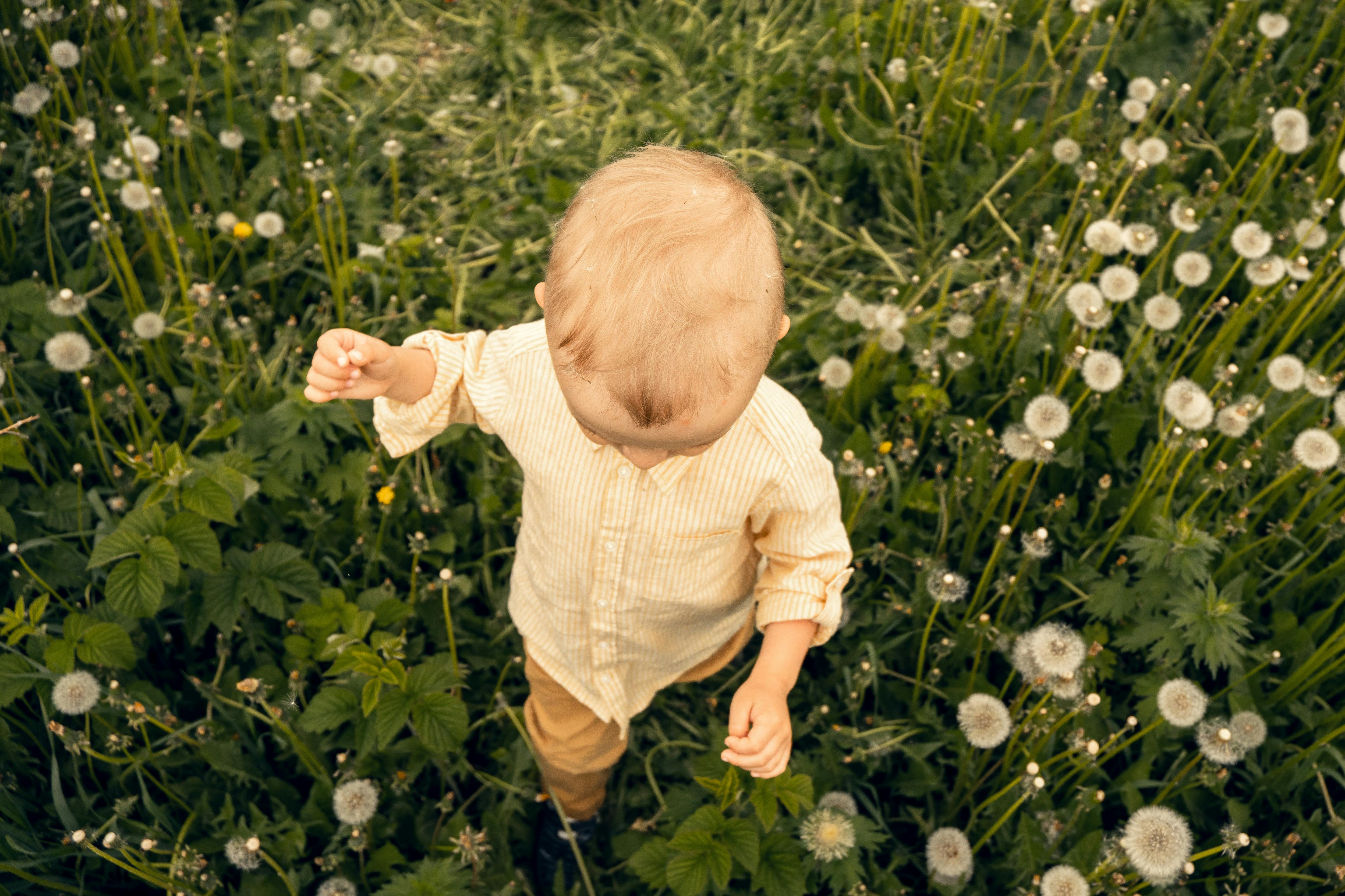 Little Boy Walking on a Field with Dandelions · Free Stock Photo