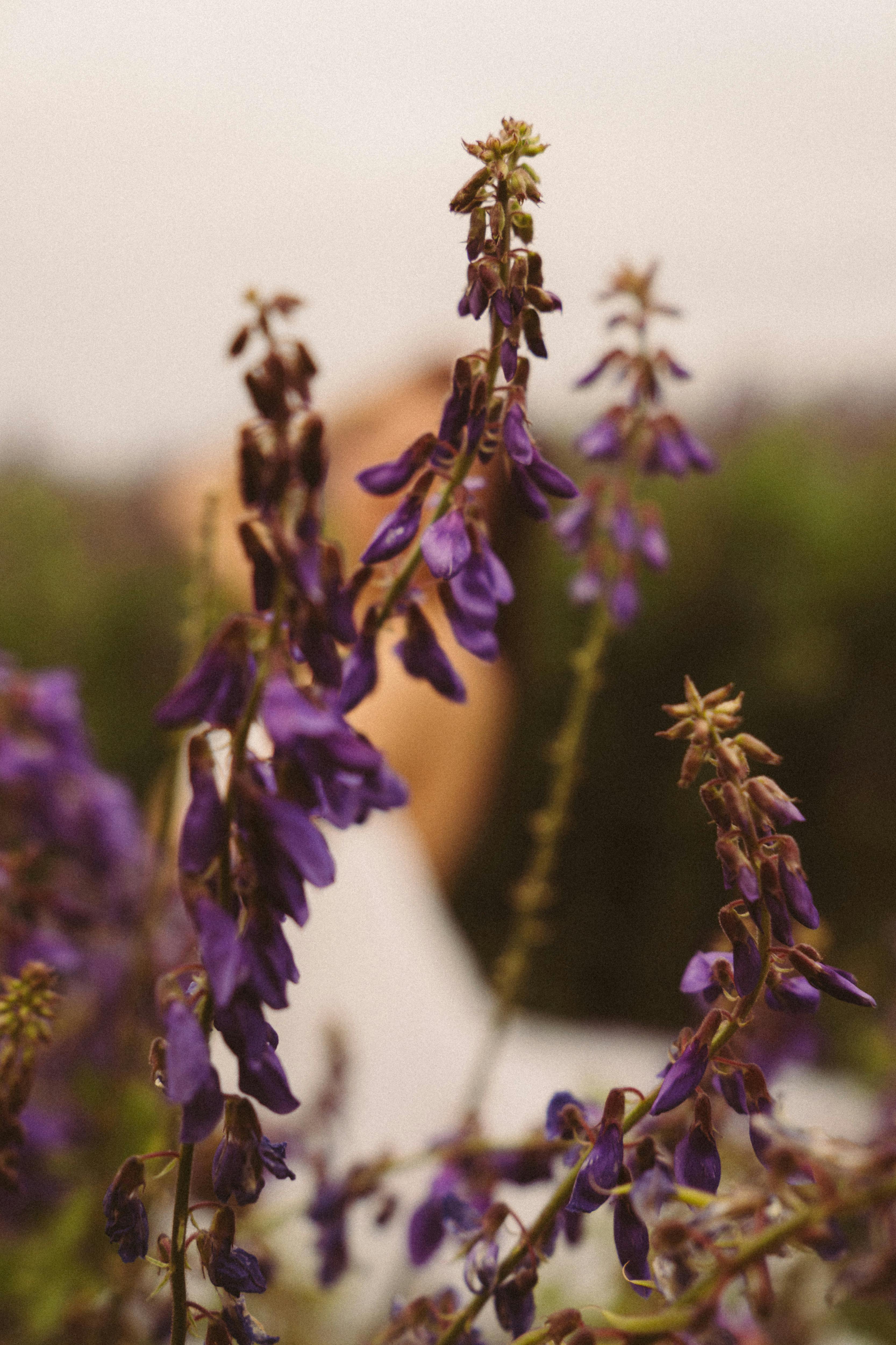 Withering Lavender Flowers on Curvy Stems · Free Stock Photo