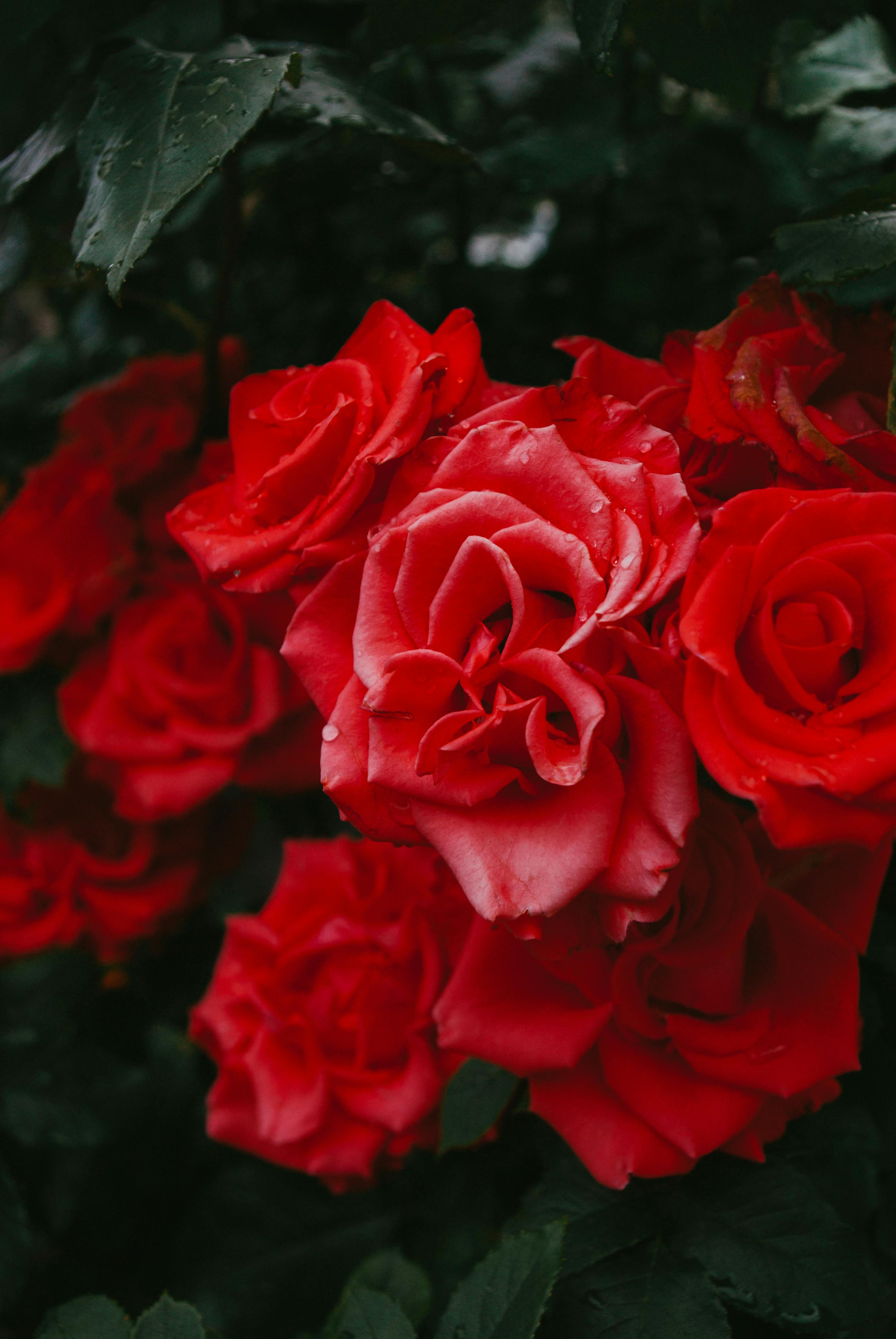 Girl Posing with Red Roses · Free Stock Photo