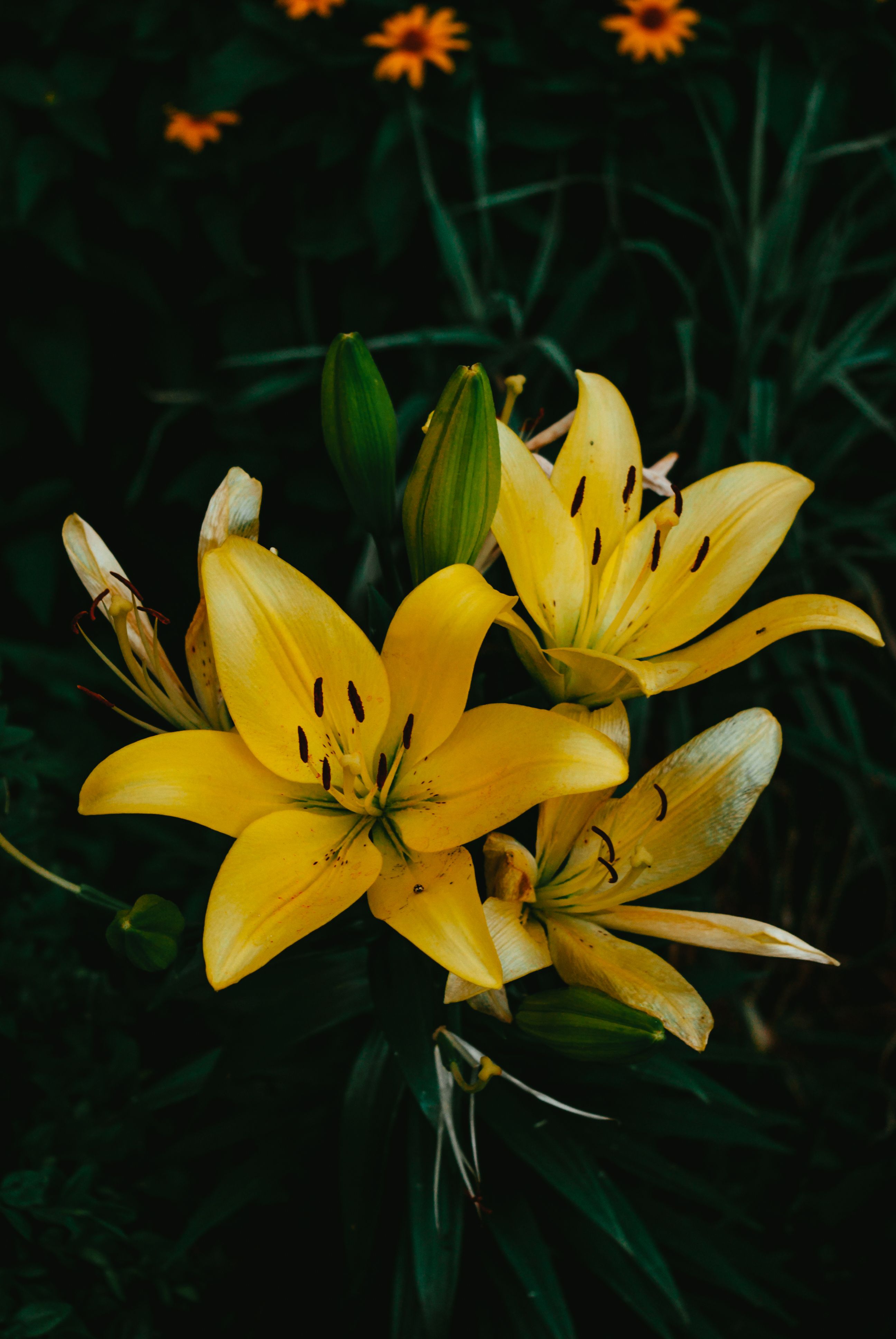 Yelllow Photos, Download The BEST Free Yelllow Stock Photos & HD Images