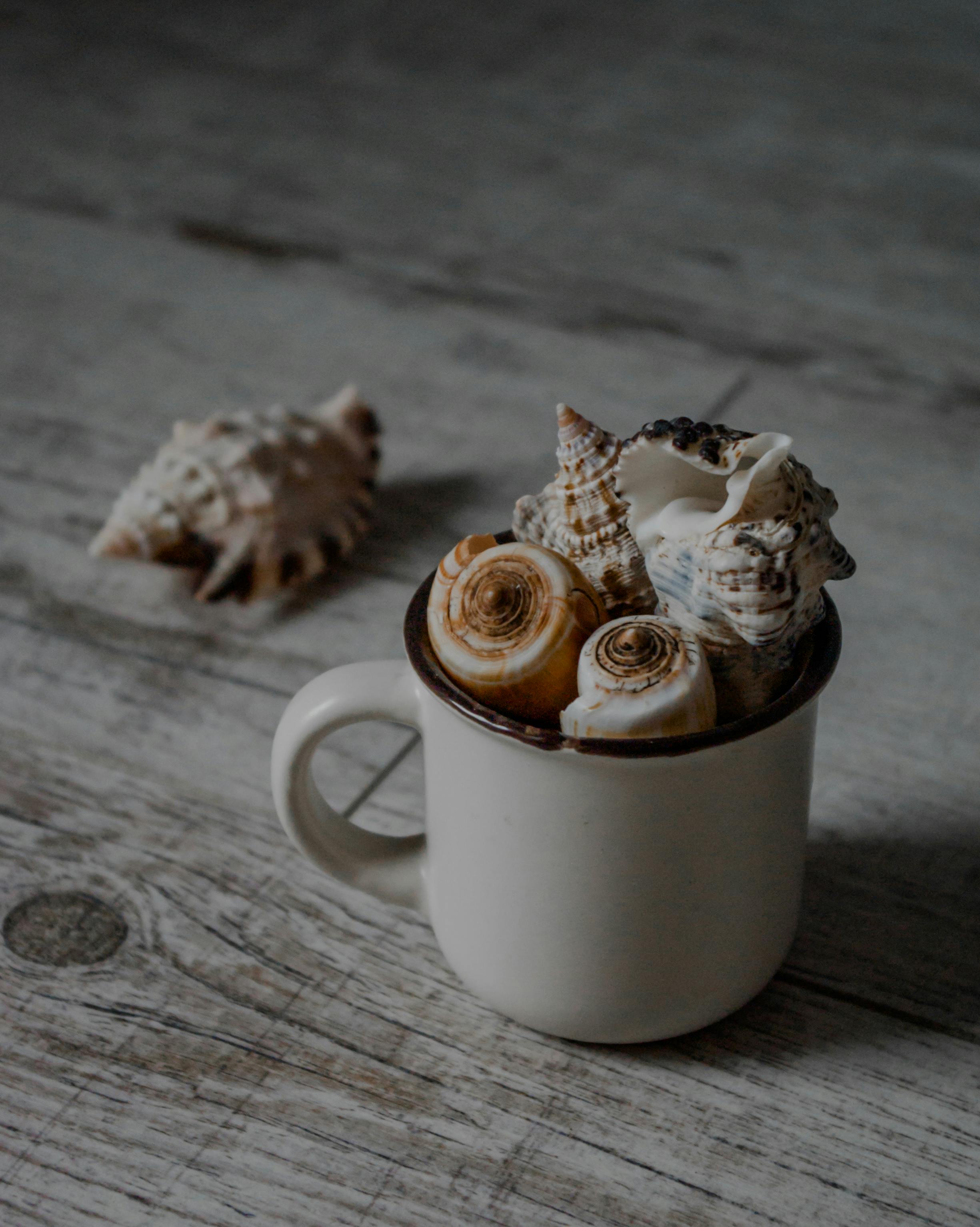 Seashells in a Cup · Free Stock Photo