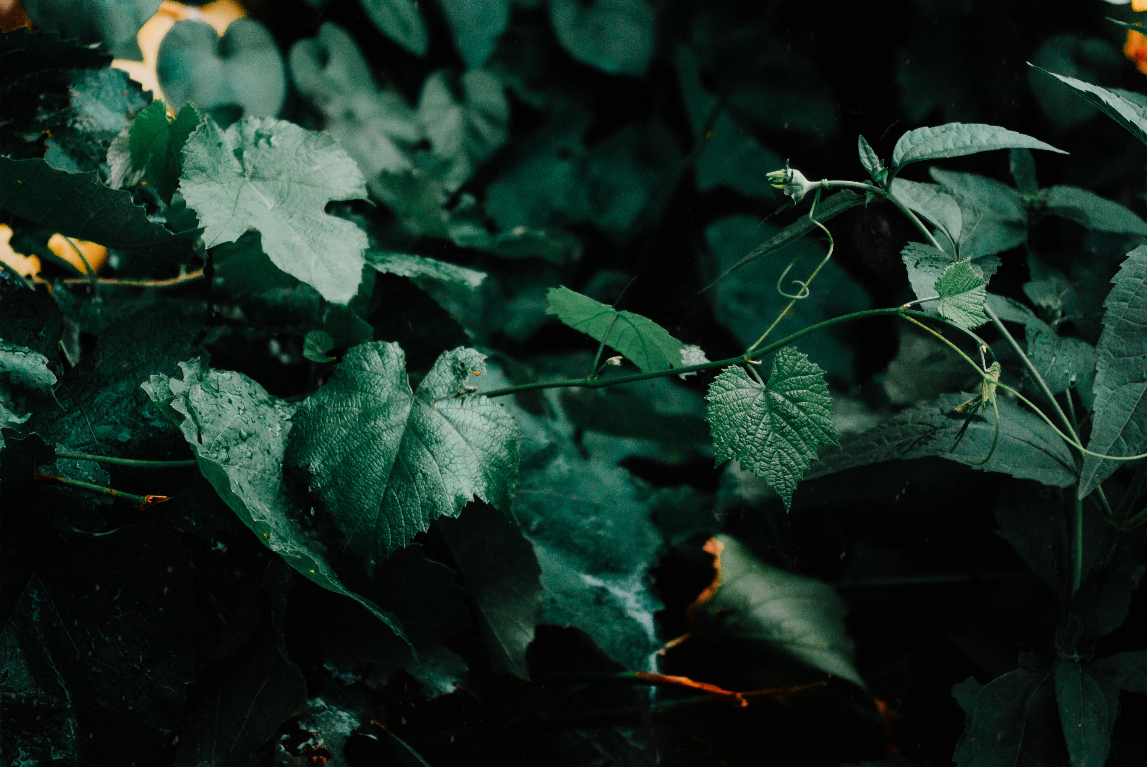Photo of Green Vine Leaves · Free Stock Photo