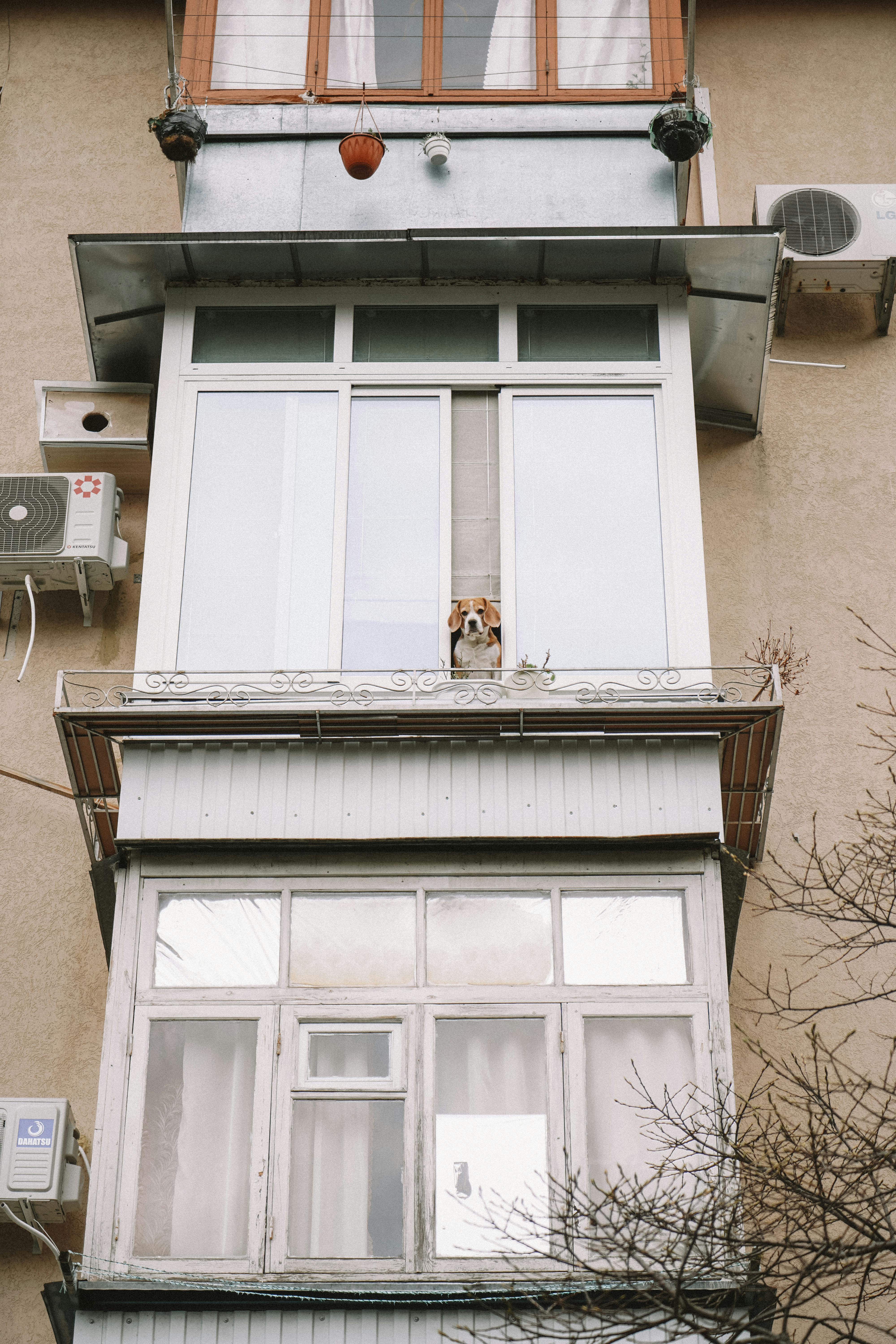 Dog Looking Outside on a Wooden Window of a House · Free Stock Photo