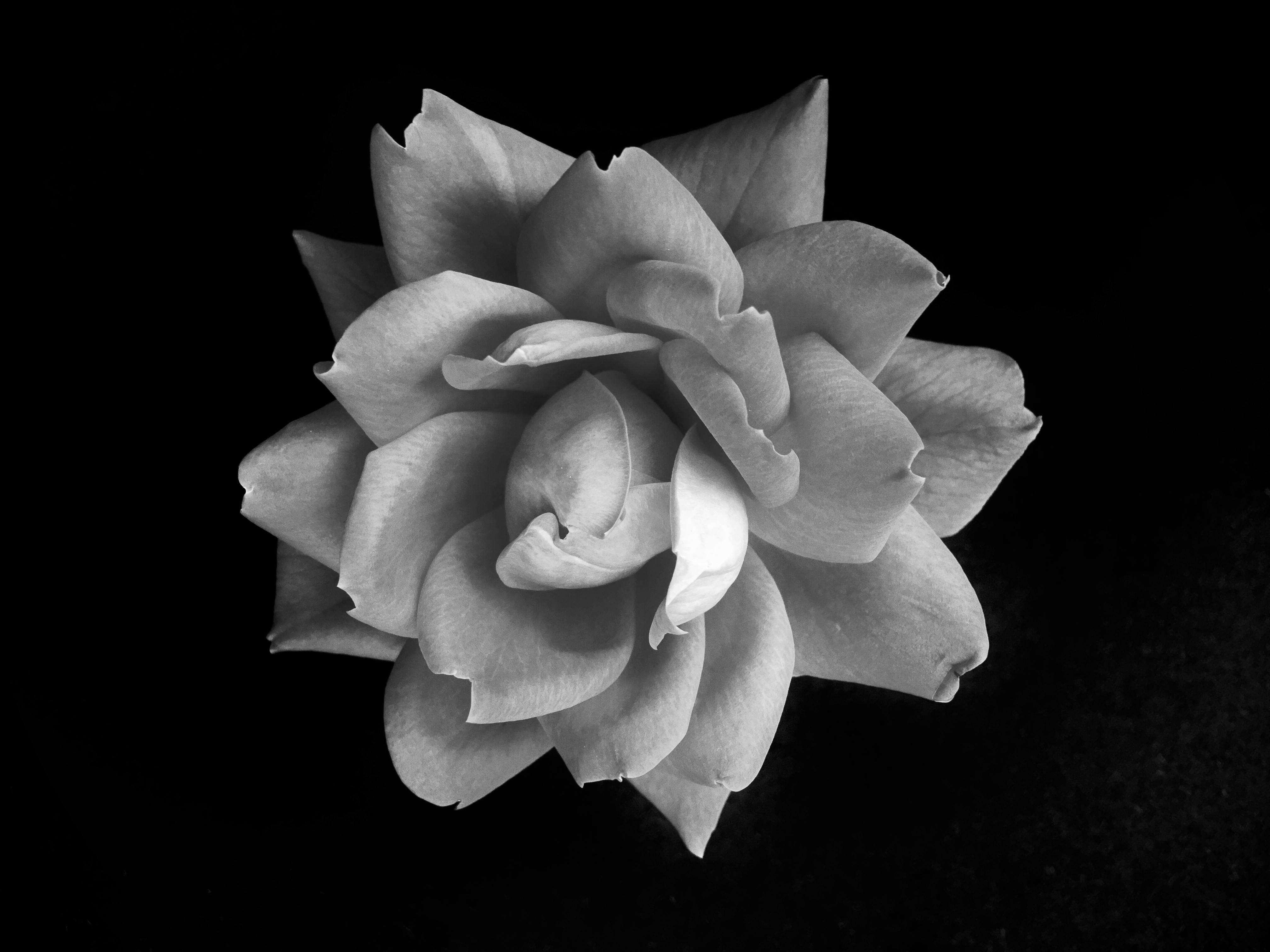 Grayscale Photo of Flower · Free Stock Photo
