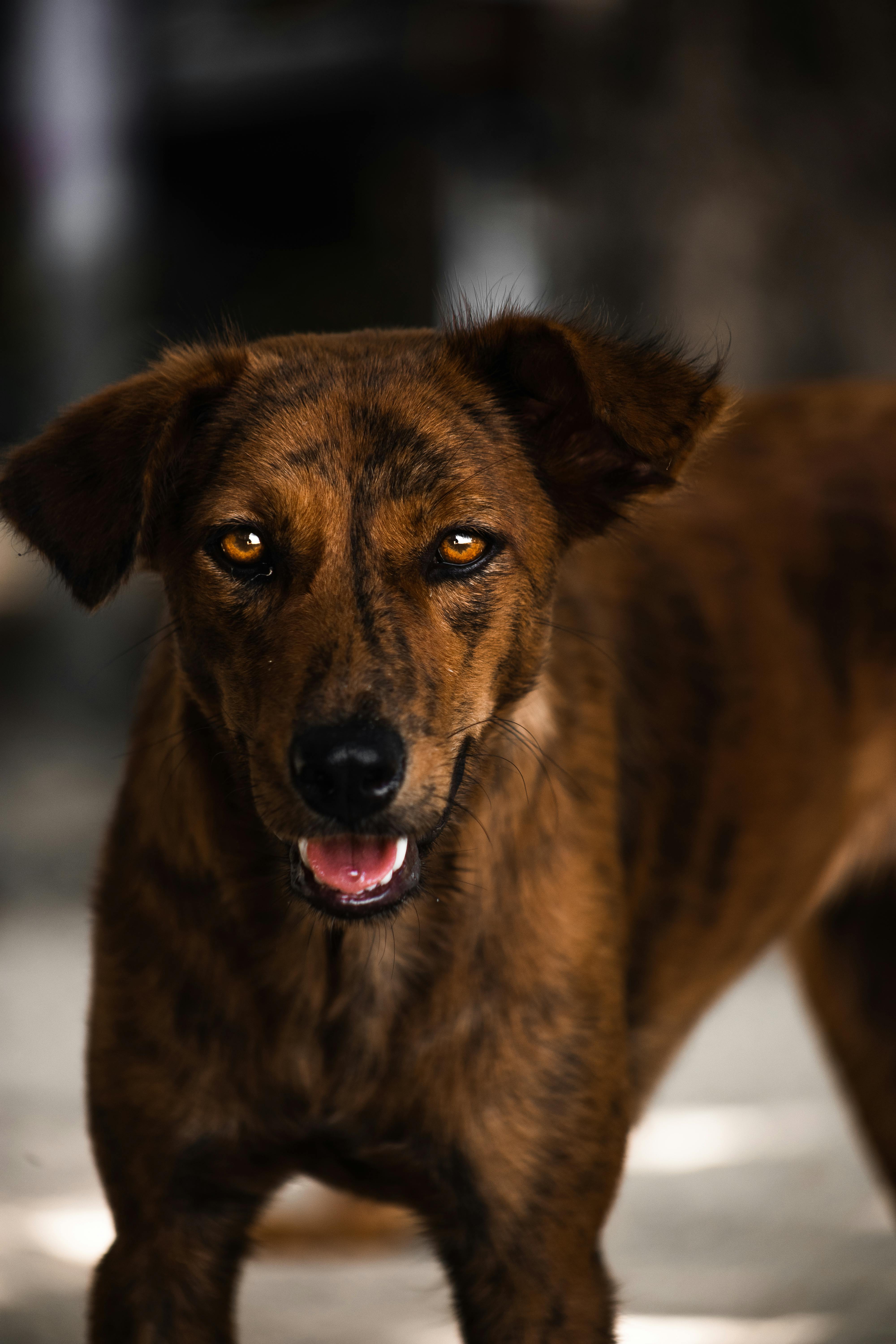 A Close-Up Shot of a Dog · Free Stock Photo