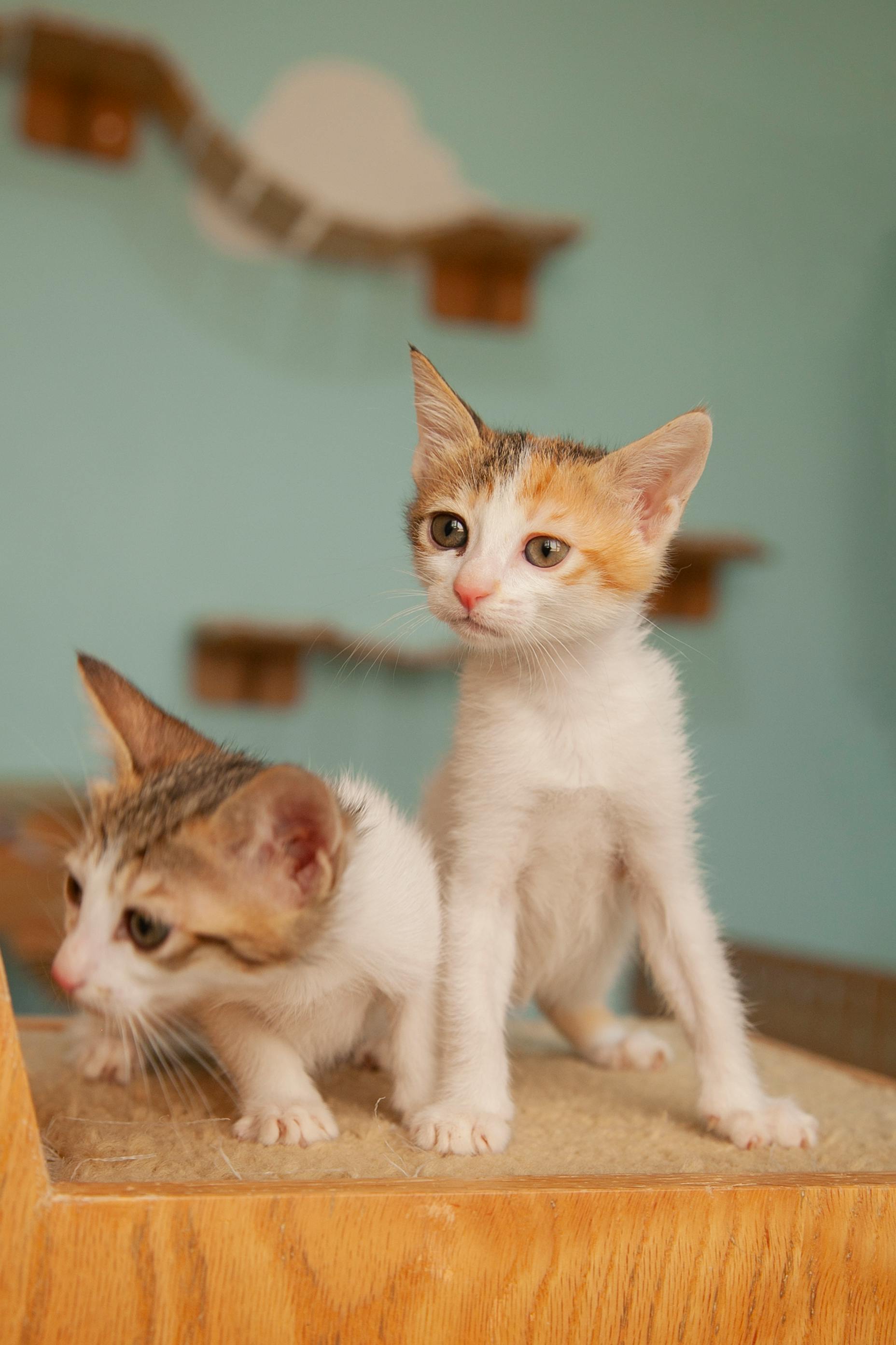 10,000+ Best Kittens Photos · 100% Free Download · Pexels Stock Photos