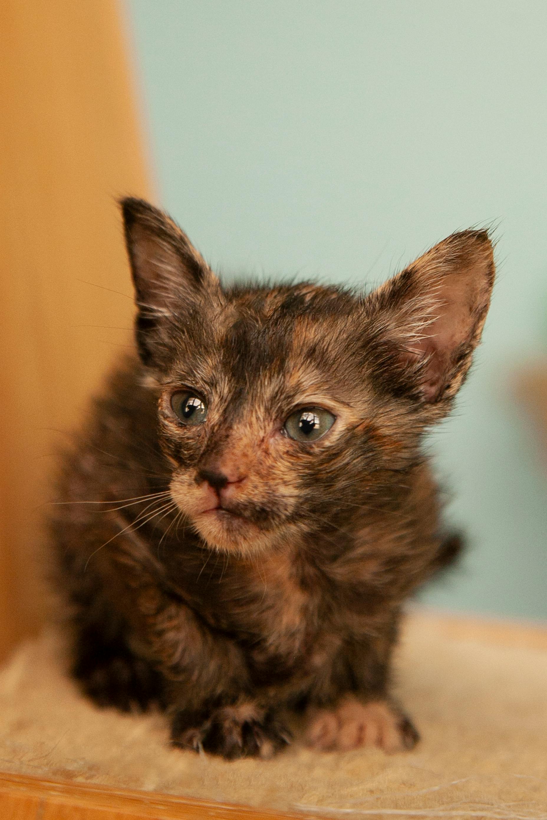 Photo of Cat on Stairs · Free Stock Photo