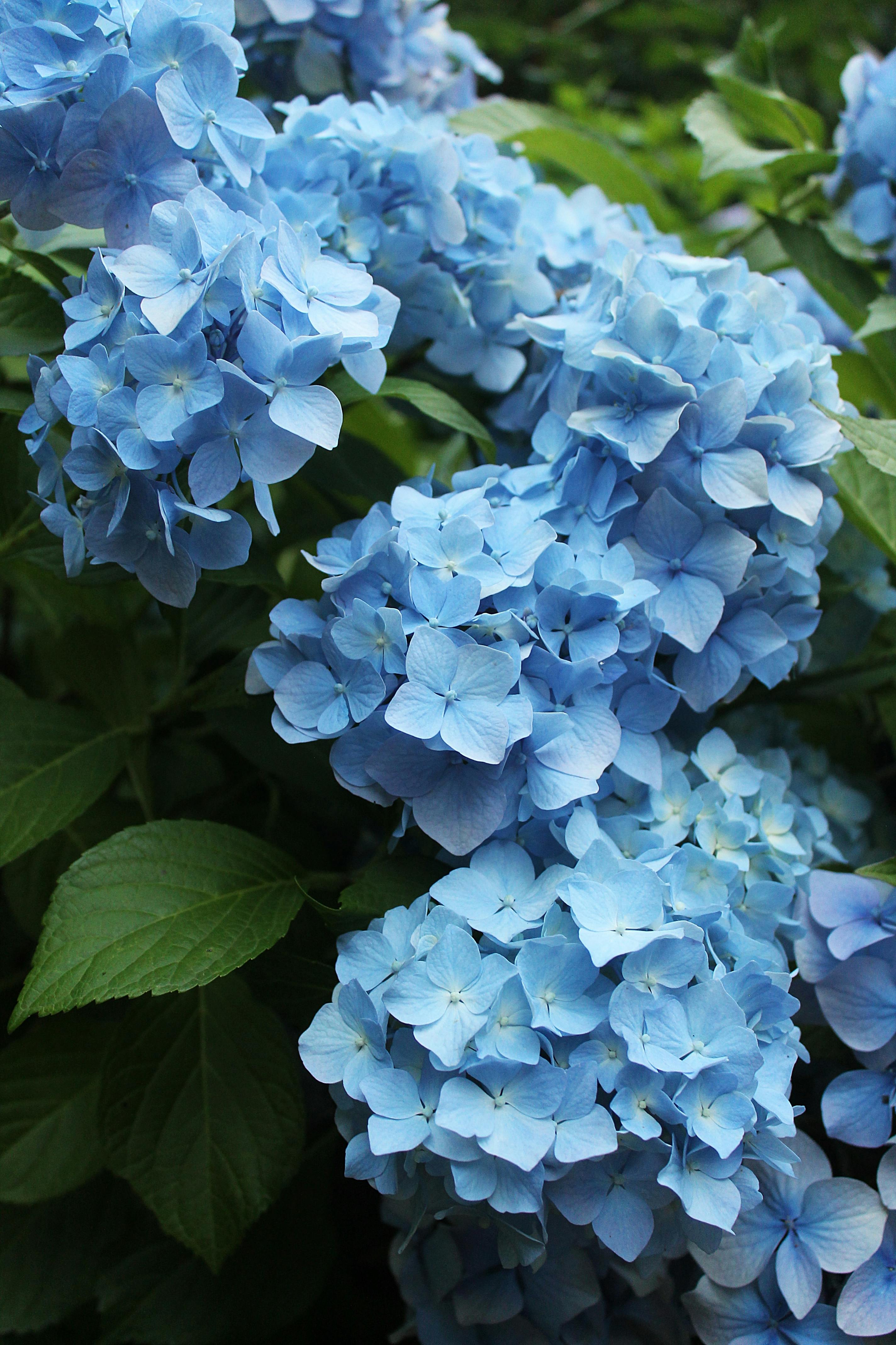 A Close-Up Shot of Blue Hydrangea Flowers · Free Stock Photo