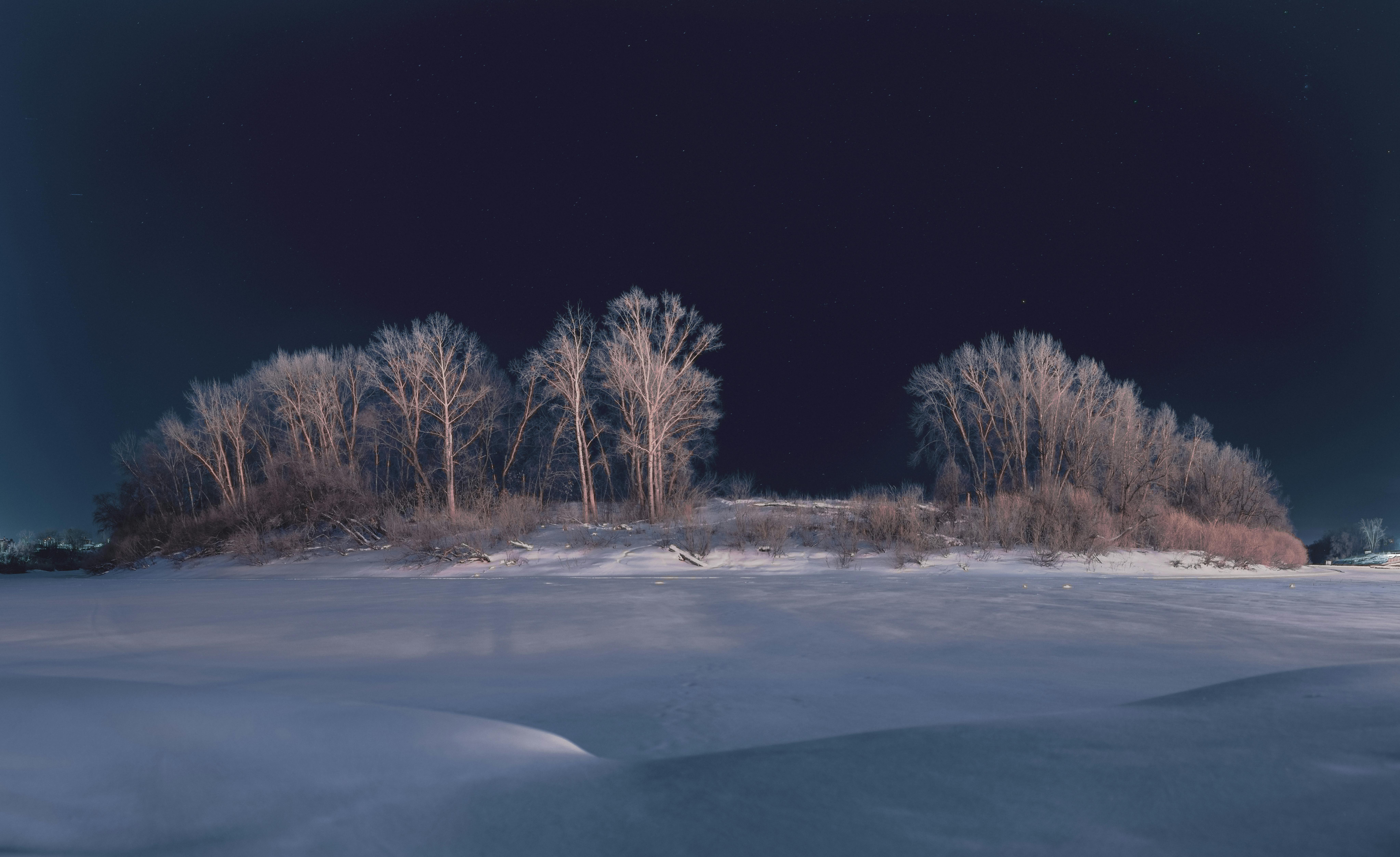 Trees on a Snow-Covered Field at Night · Free Stock Photo