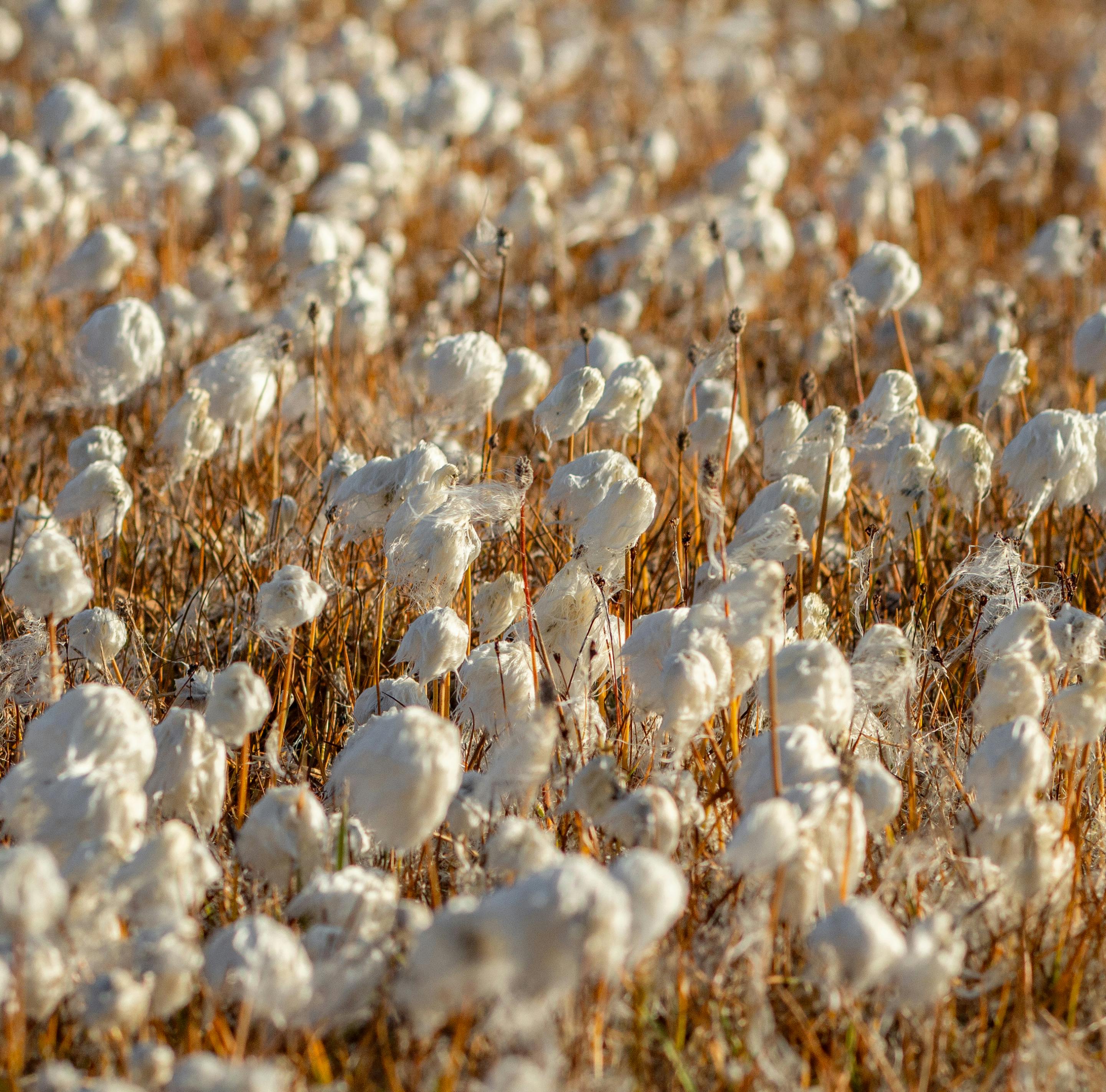 Field of Cotton Plant · Free Stock Photo