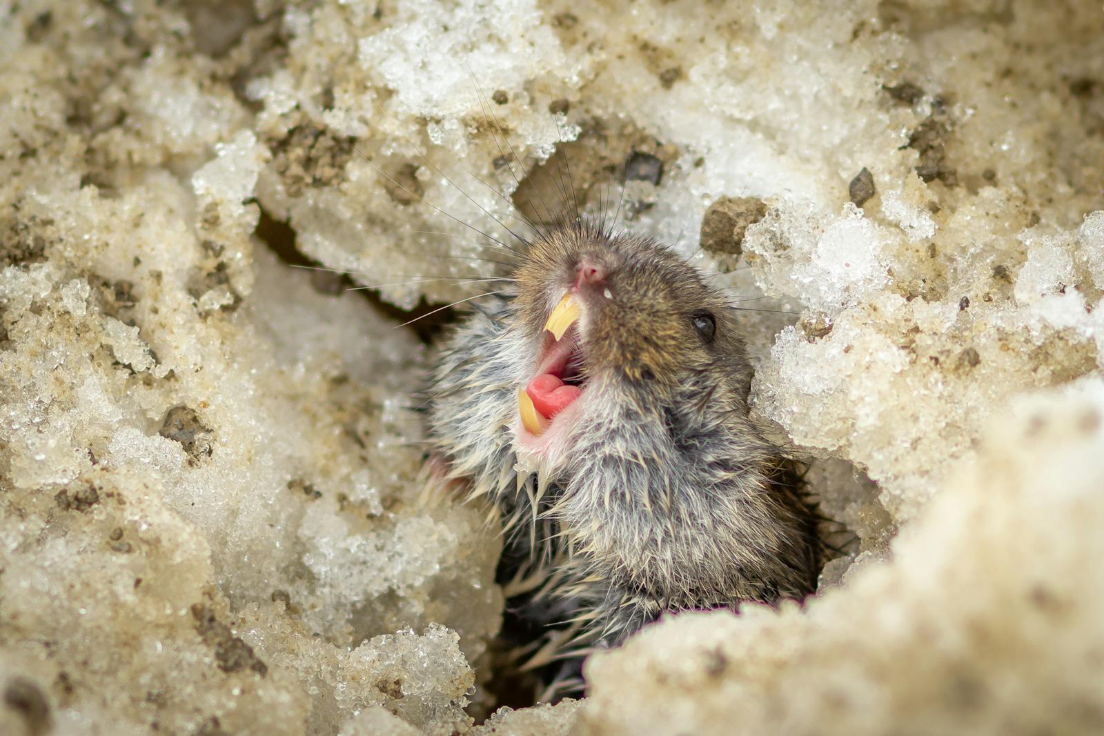 Lemming Photos, Download The BEST Free Lemming Stock Photos & HD Images