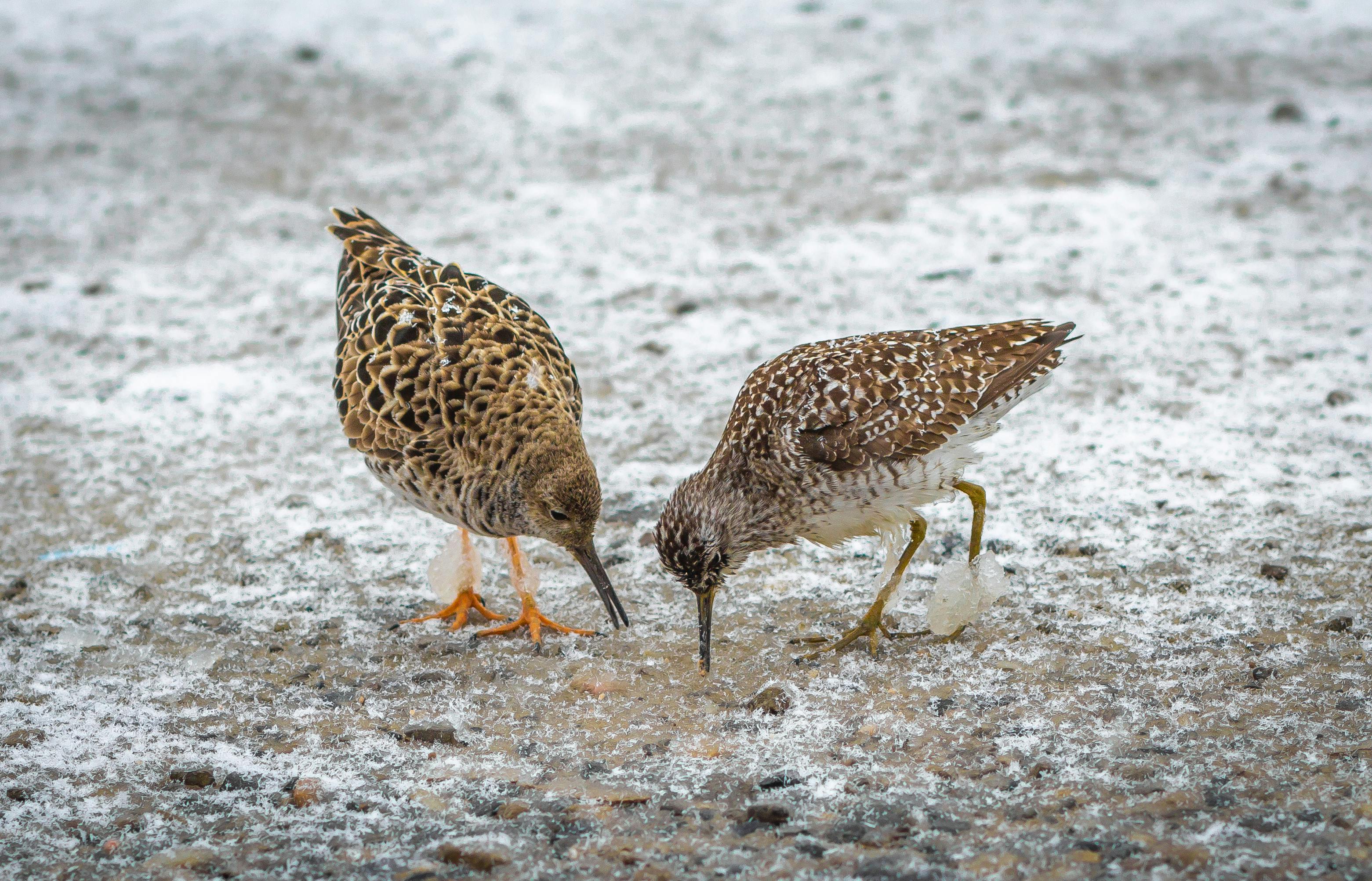 A Close-Up Shot of Ruff Birds · Free Stock Photo
