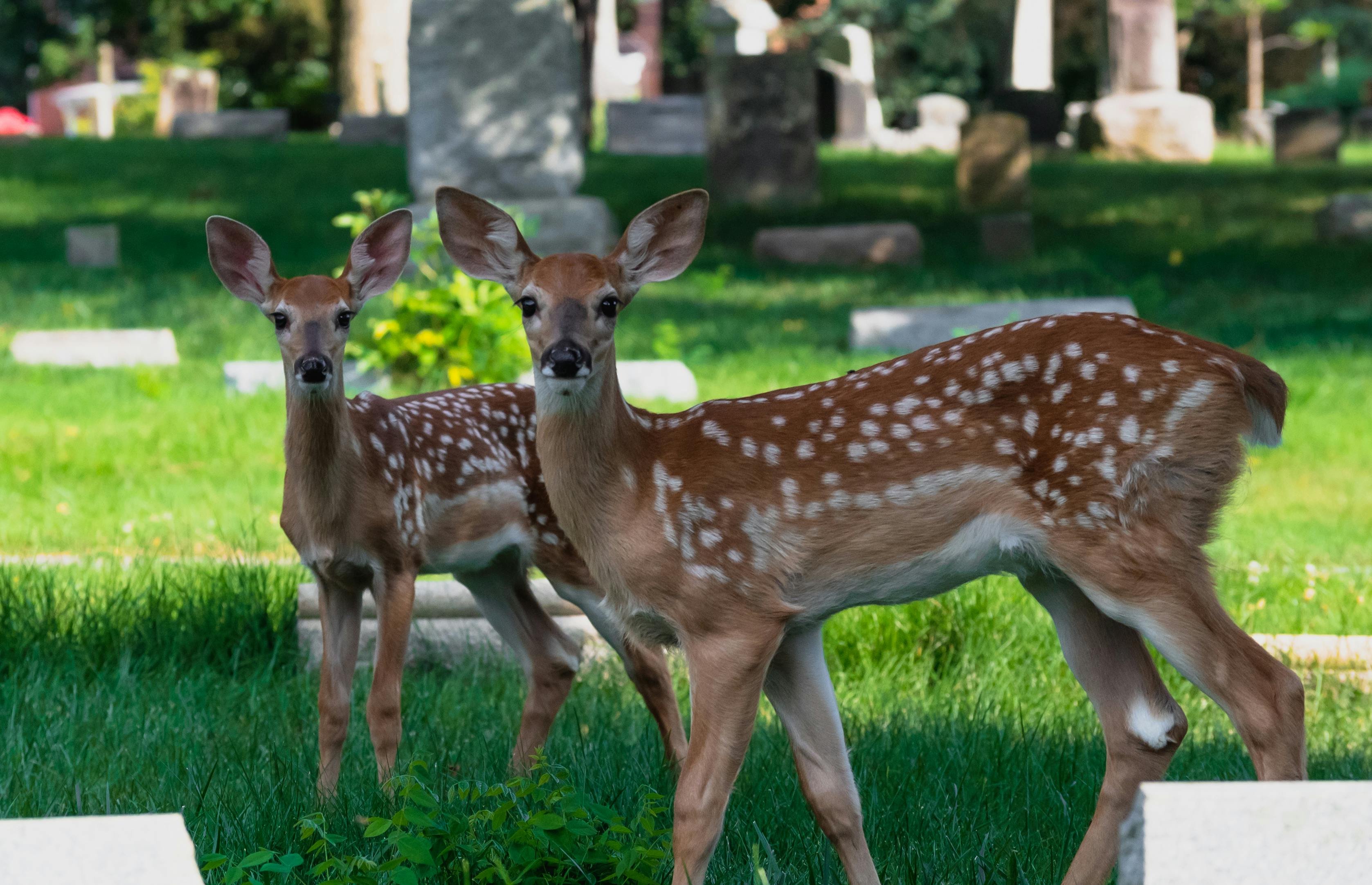 Two Deer Walking on a Grassy Field · Free Stock Photo