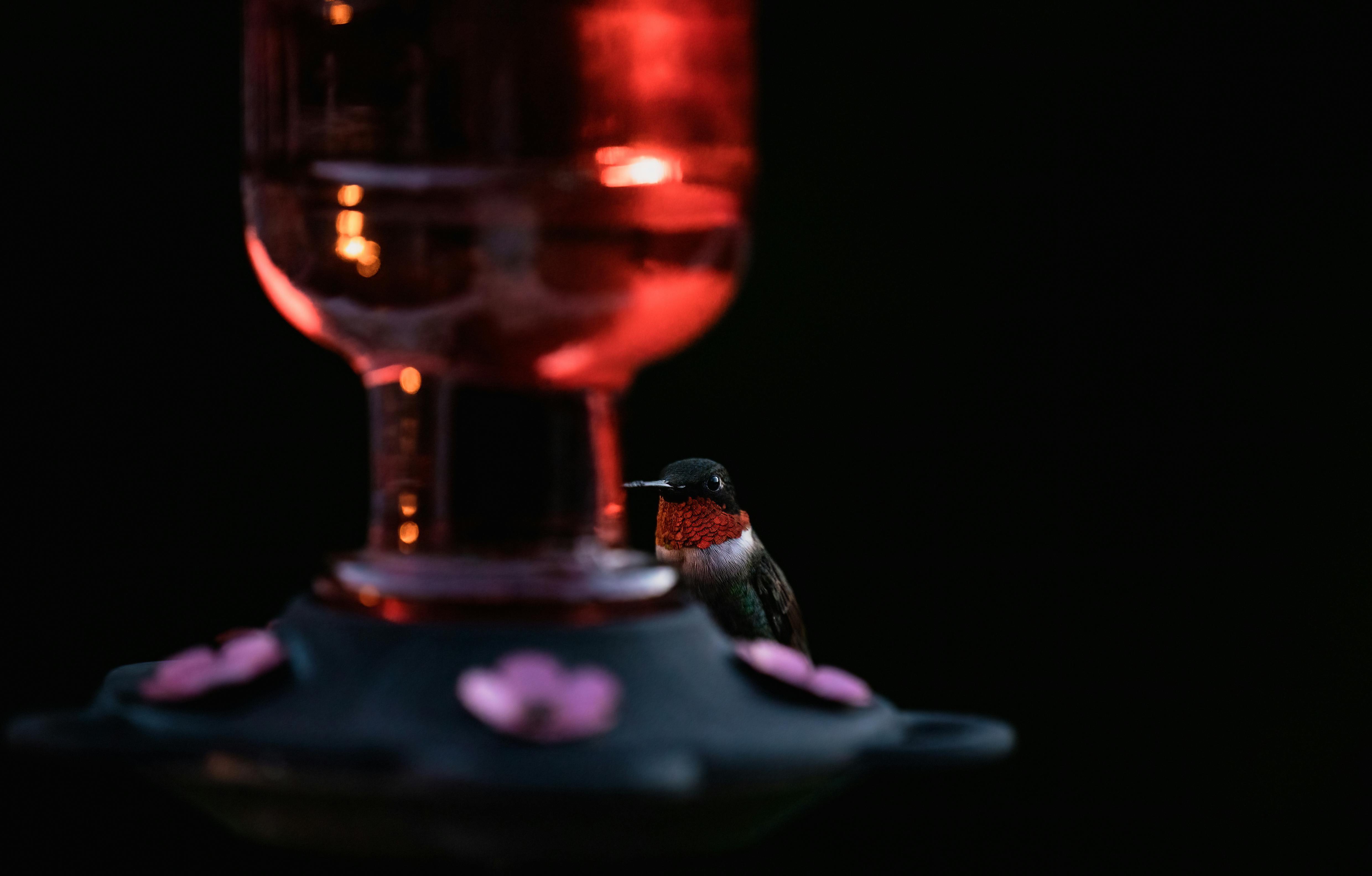 Bird on Feeder · Free Stock Photo