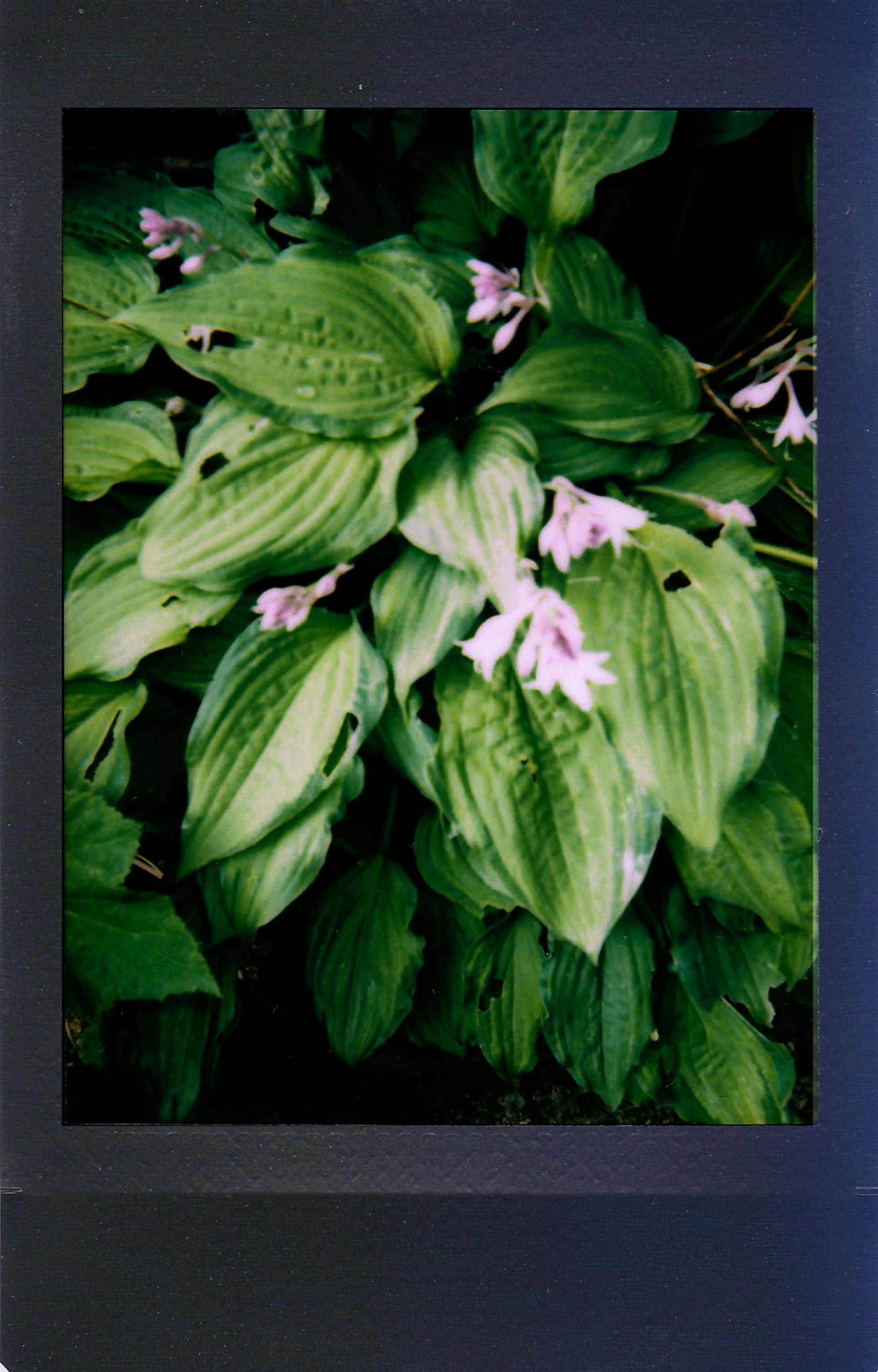 Hosta Eucaristia Photos, Download The BEST Free Hosta Eucaristia Stock ...