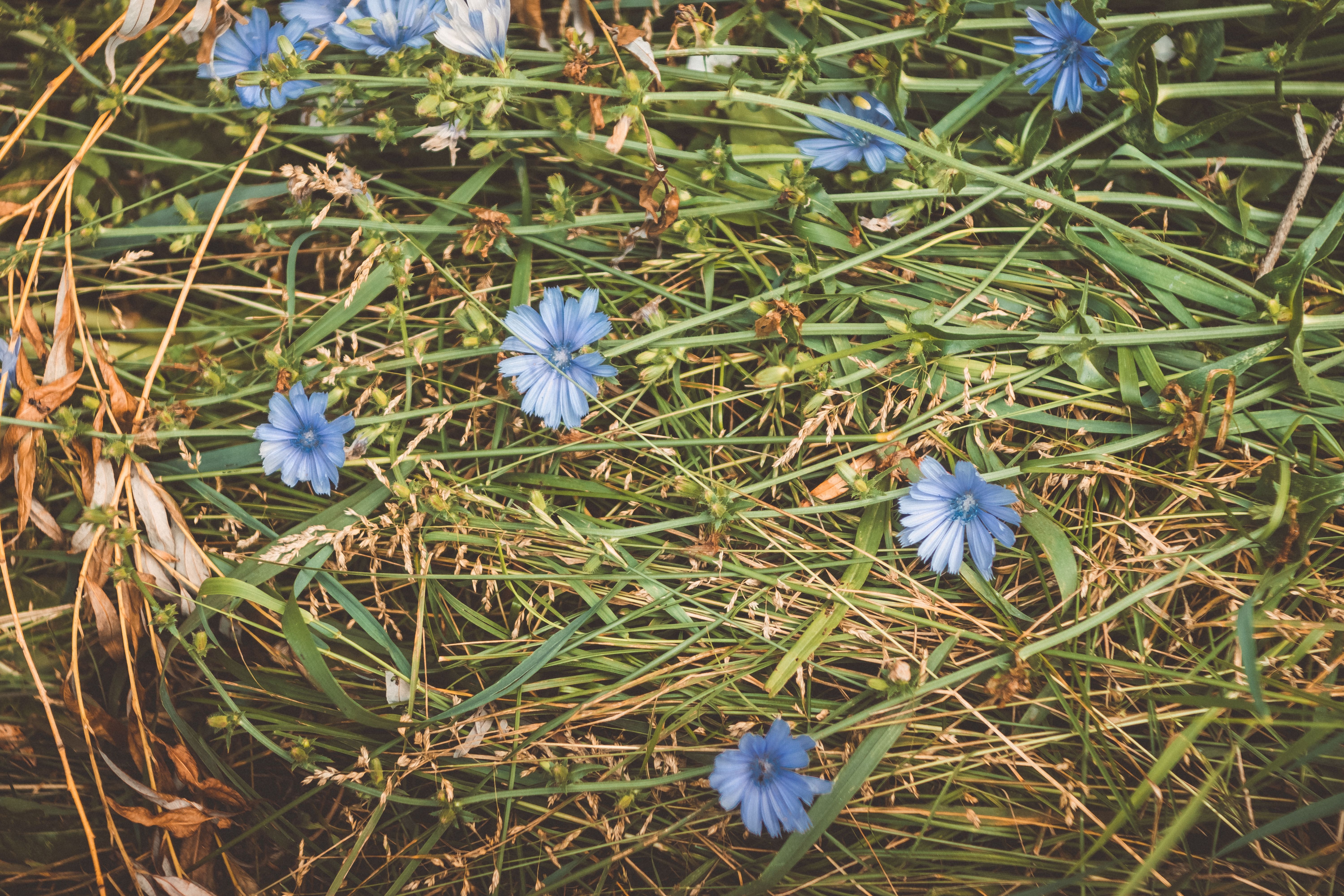 Close-Up Shot of Blue Flowers in Bloom · Free Stock Photo