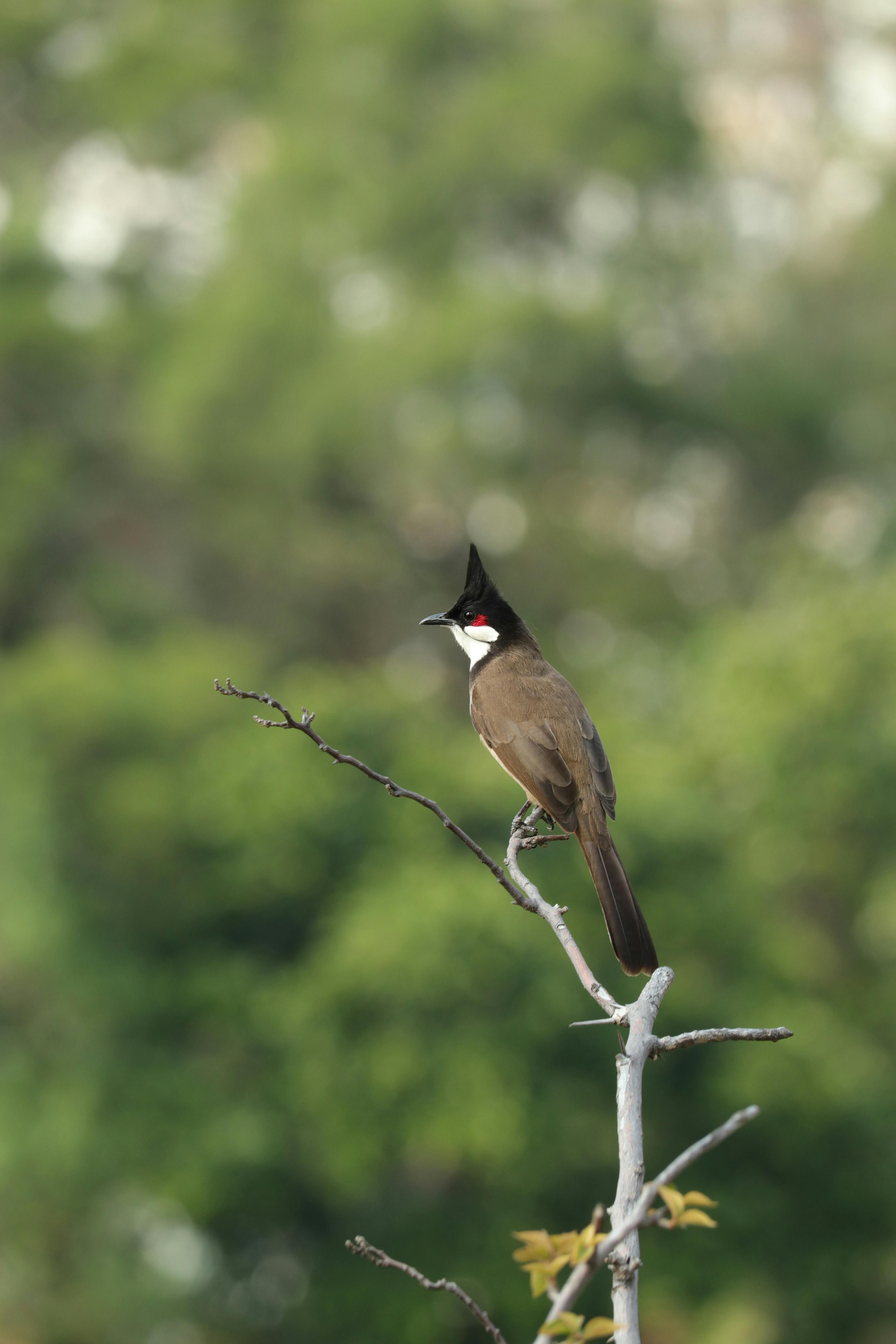 A Close-Up Shot of a Light-Vented Bulbul · Free Stock Photo
