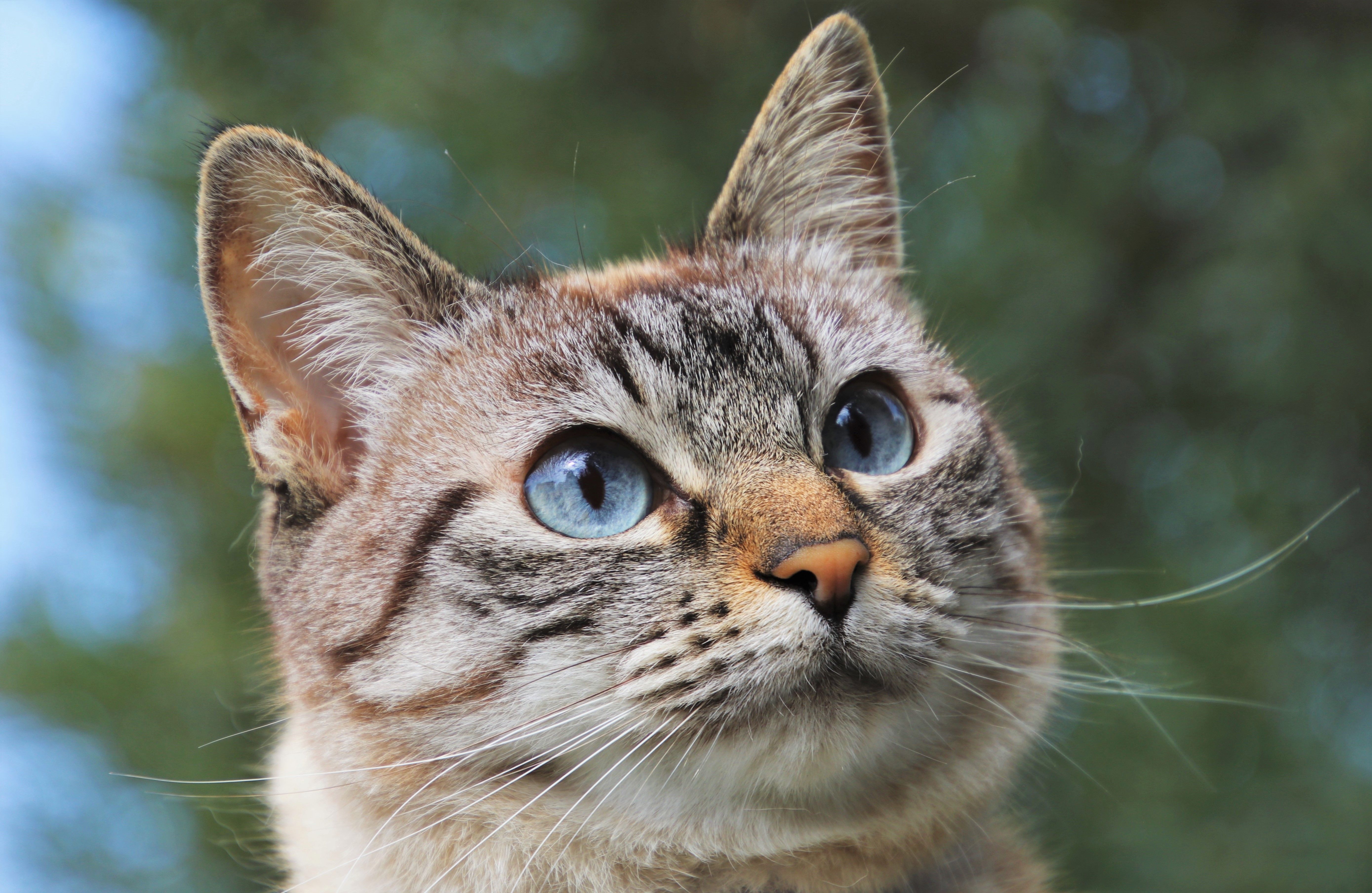 Blue Lynx Tabby Point Birman Photos, Download The BEST Free Blue Lynx ...