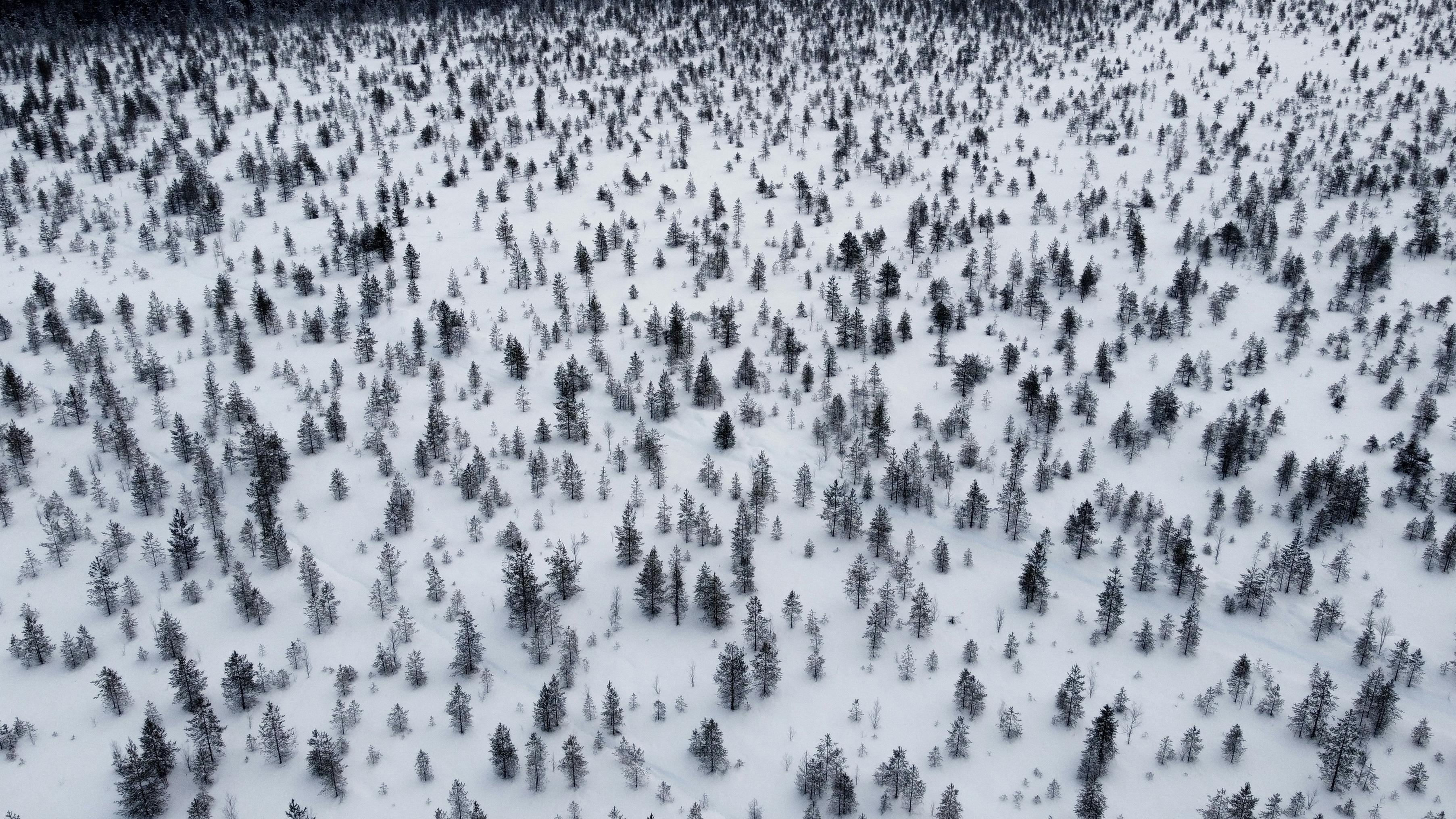 Snow Crayfish Photos, Download Free Snow Crayfish Stock Photos & HD Images