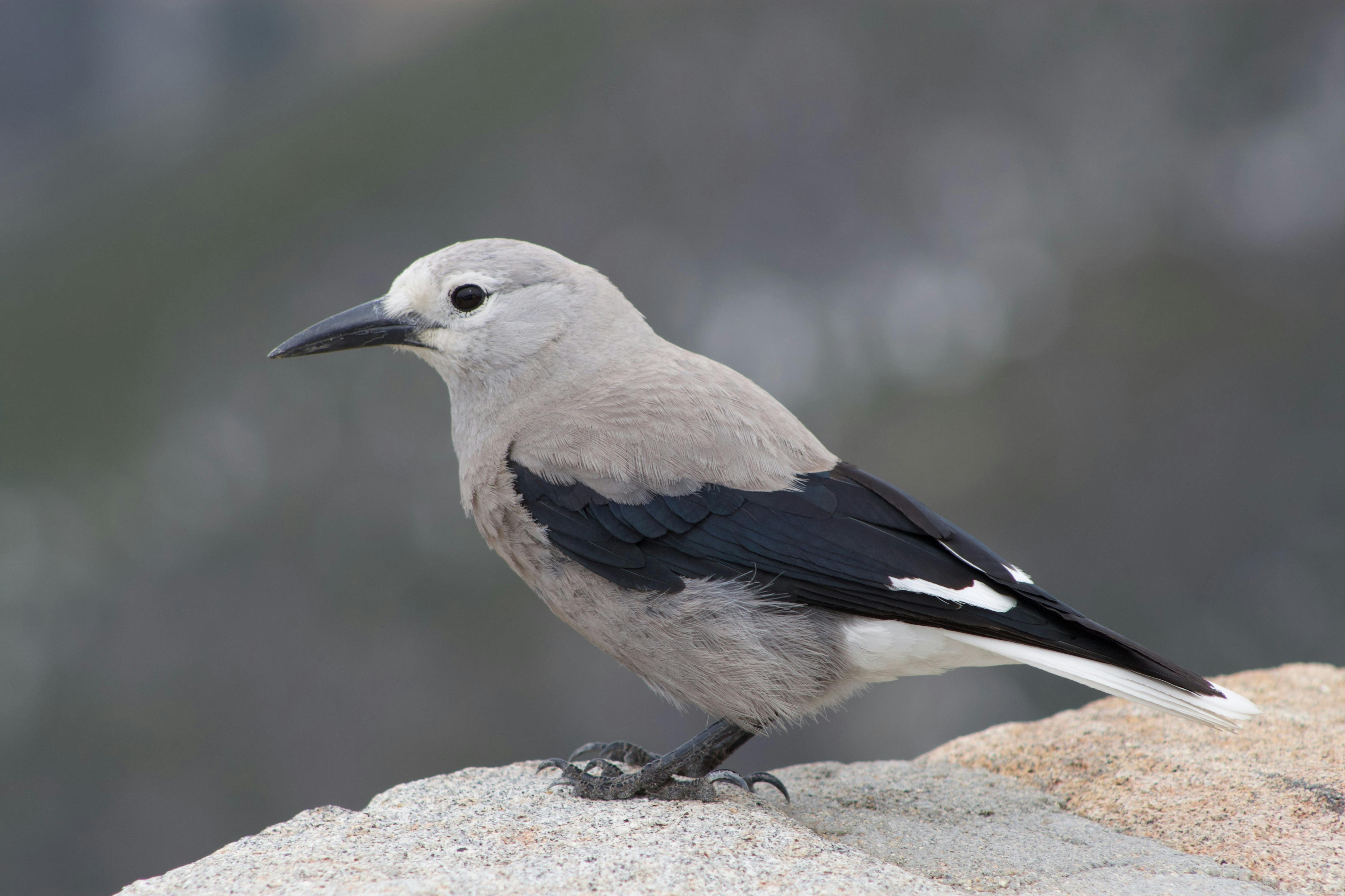 Selective Focus Photo of a Nutcracker Bird on a Rock · Free Stock Photo