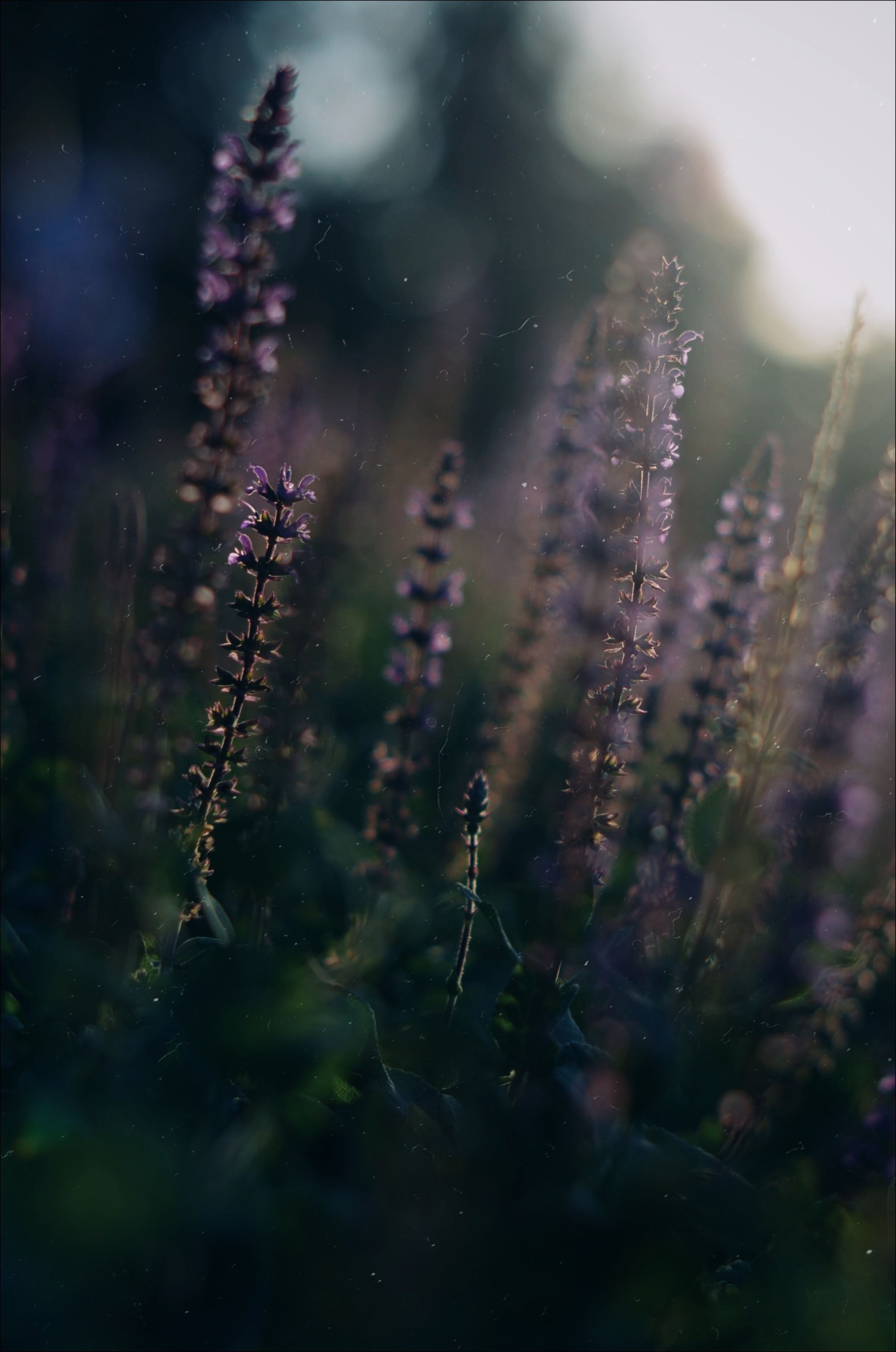 Close-Up Shot of Lavender Flowers · Free Stock Photo