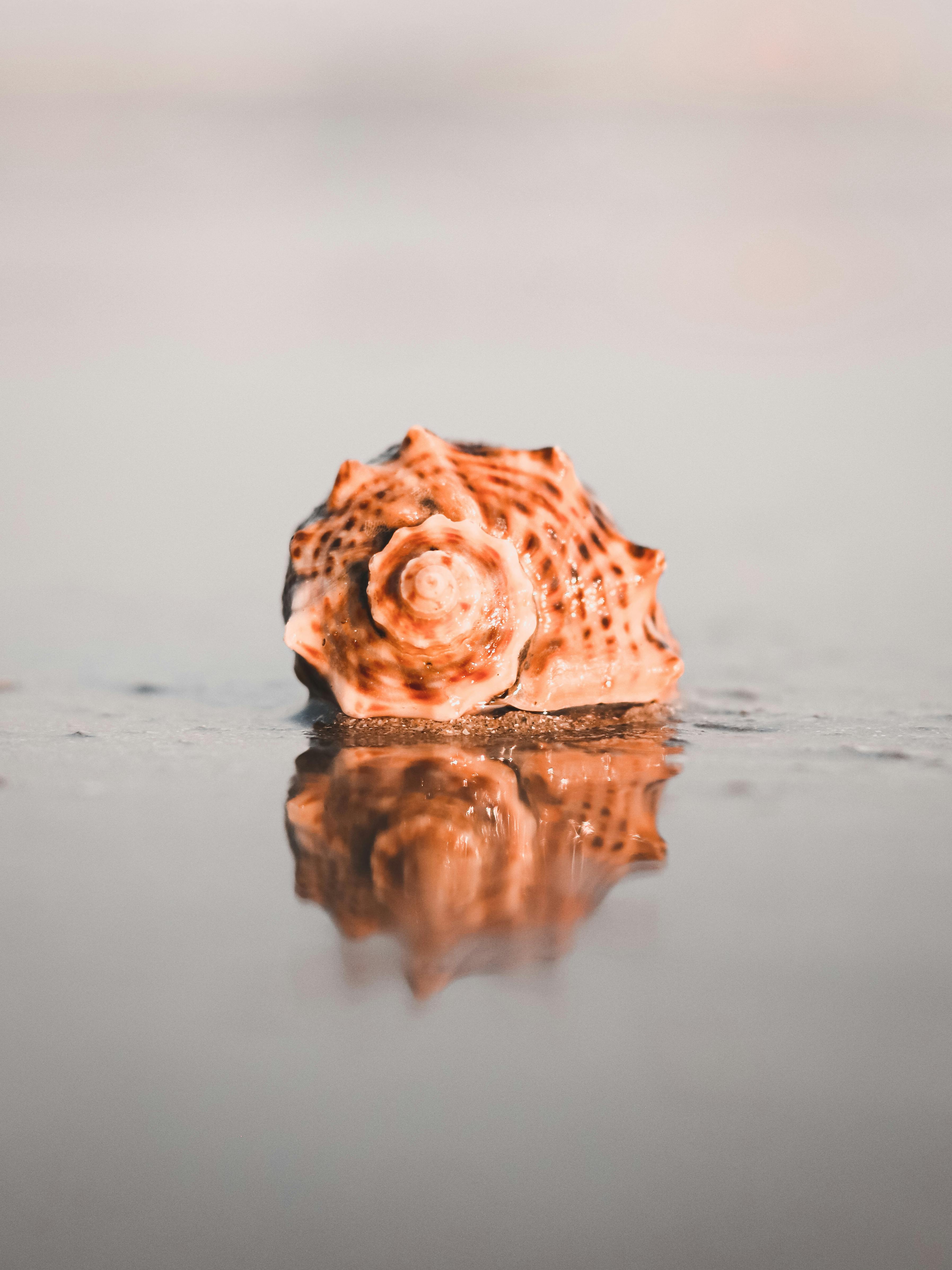 Brown and White Seashell on Water · Free Stock Photo