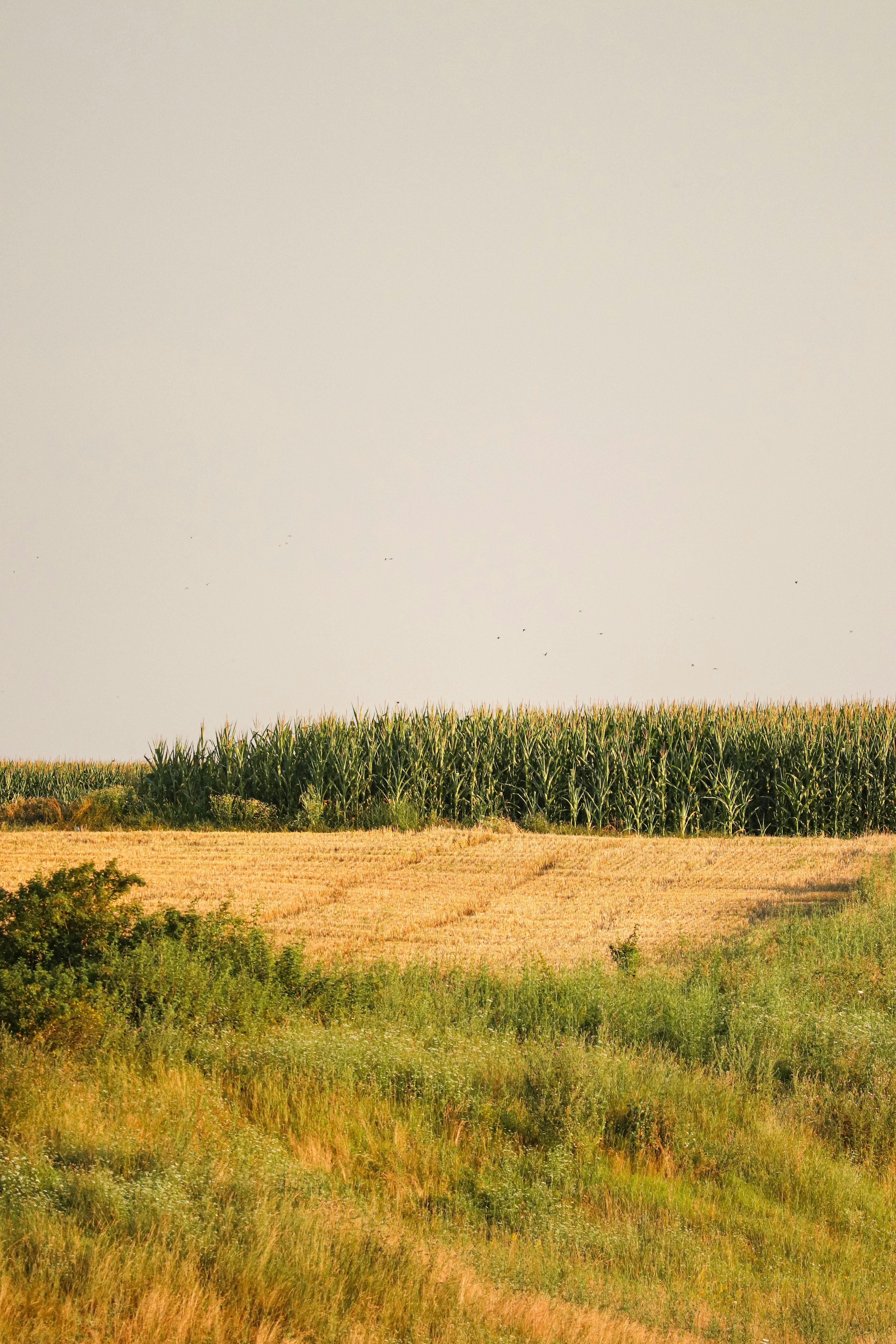 Landscape of Corn Farmland · Free Stock Photo