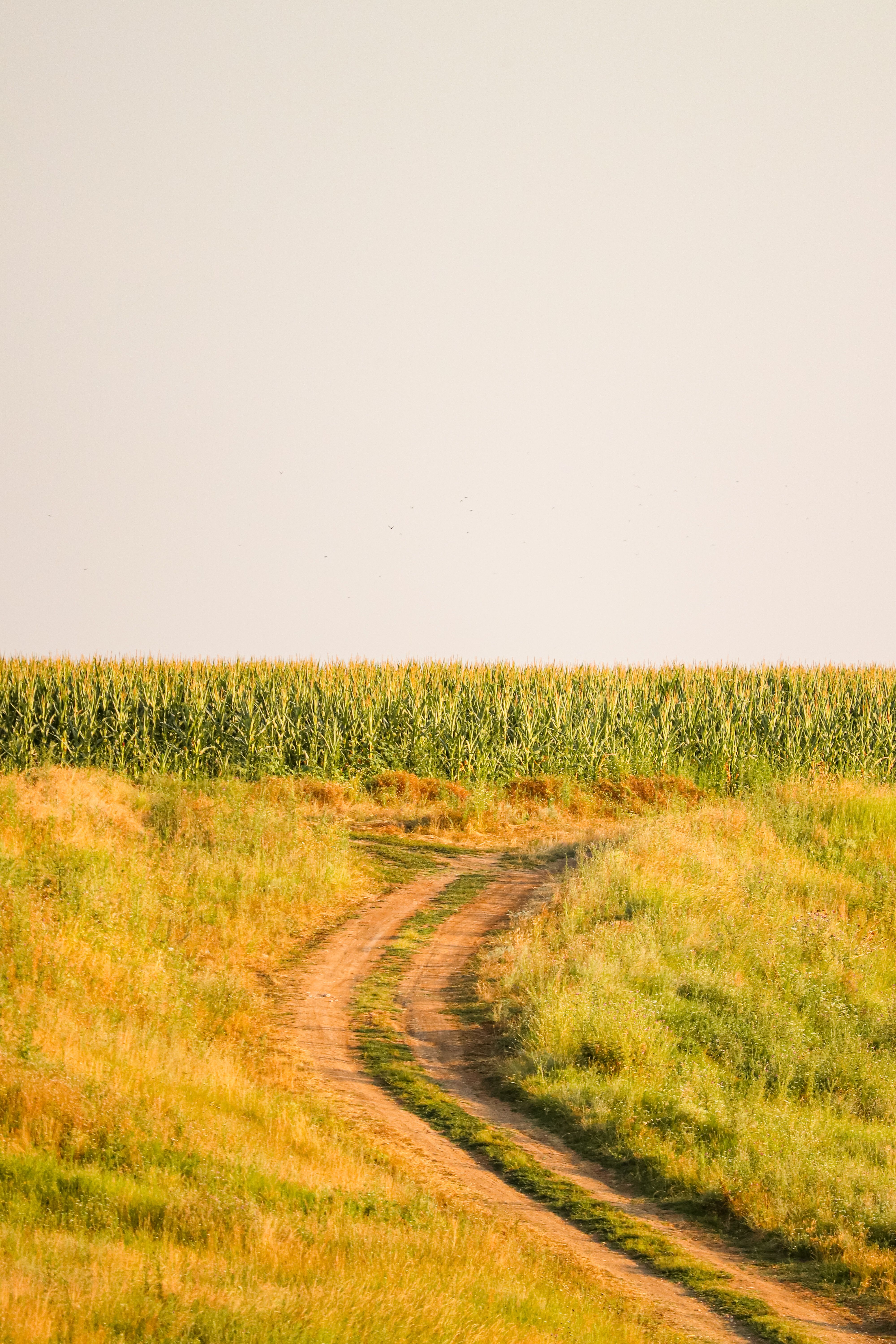 Pathway in Middle of Corn Field · Free Stock Photo