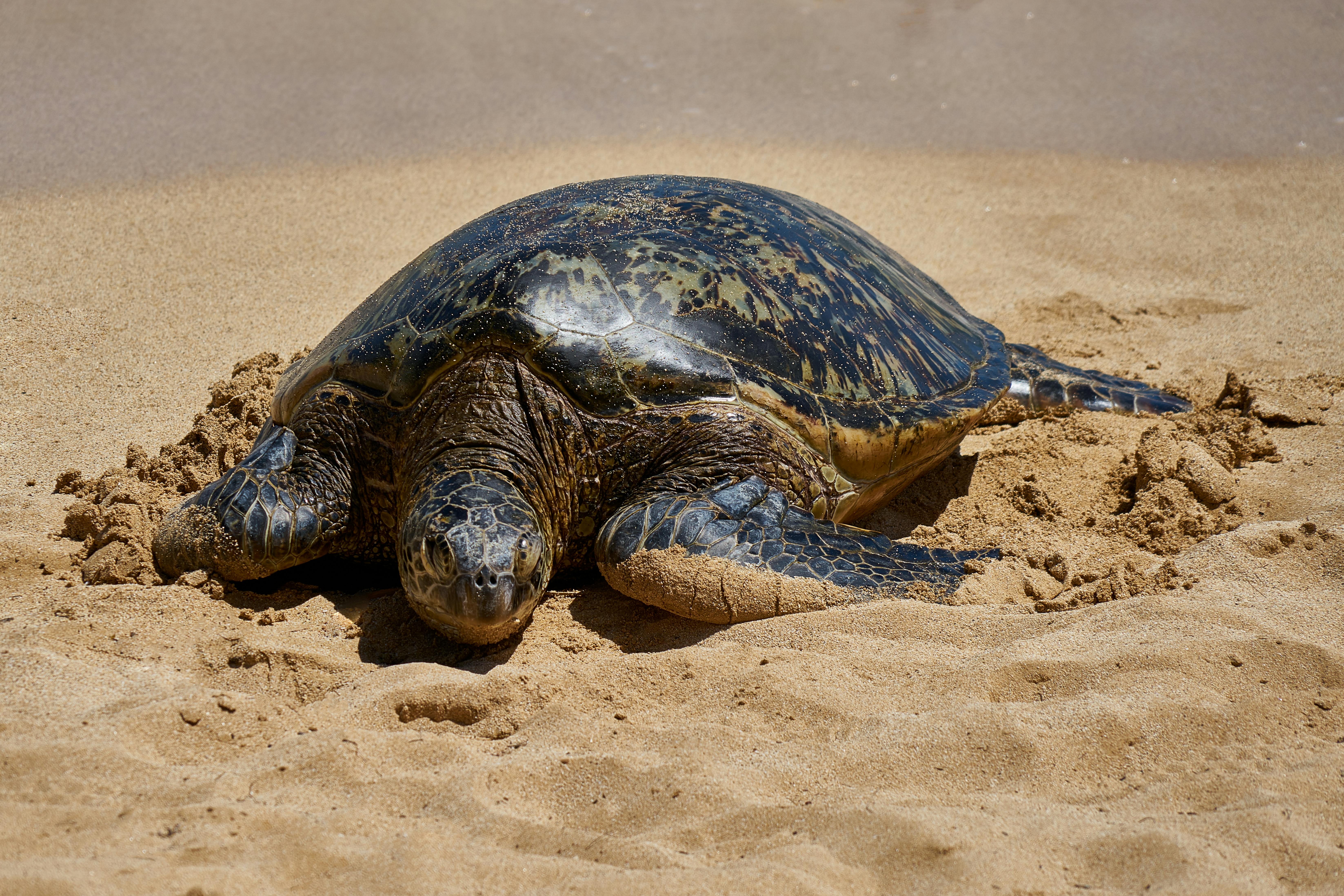 Free stock photo of outdoorchallenge, turttle