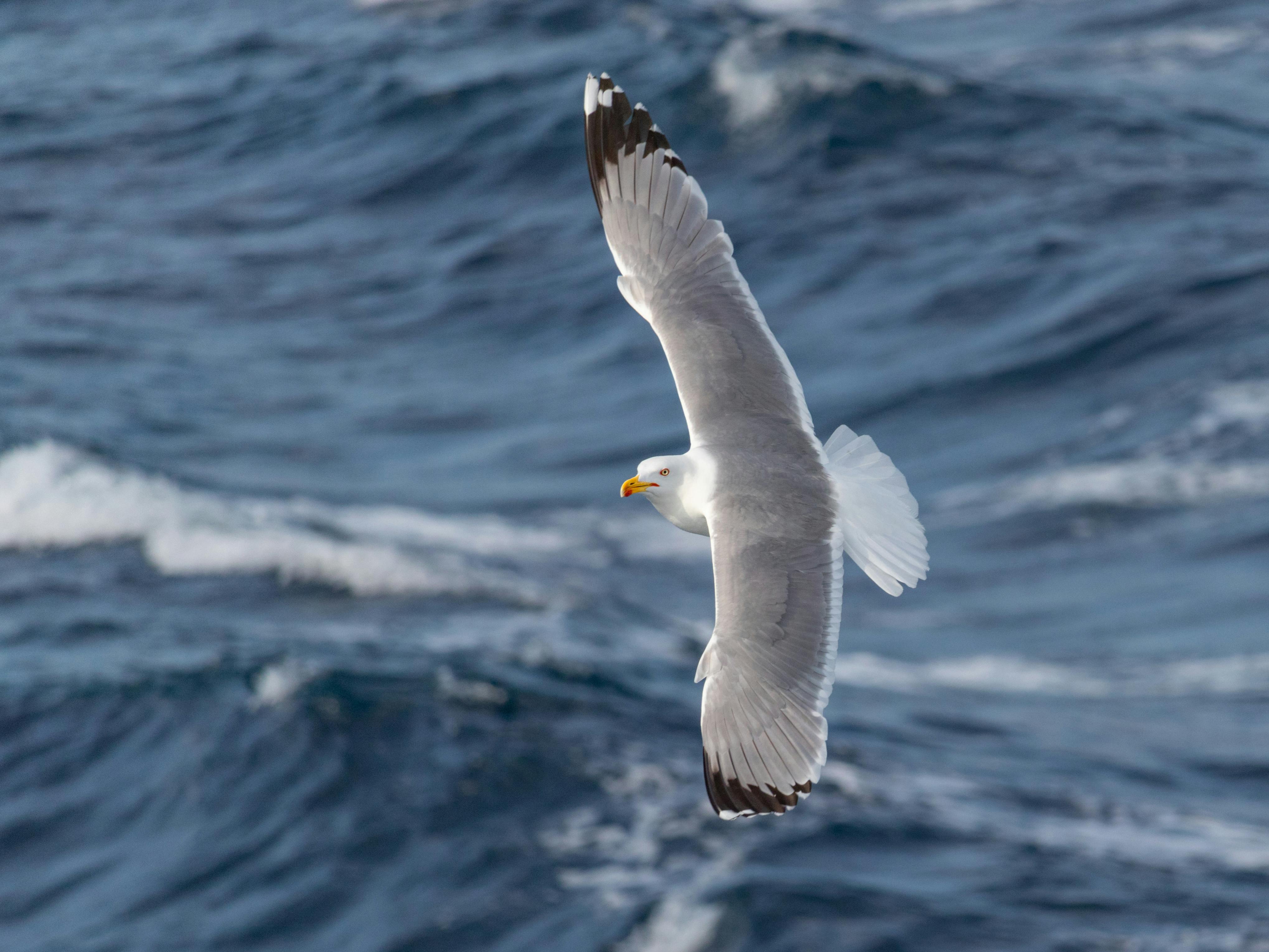 Seabird Flying over Water · Free Stock Photo
