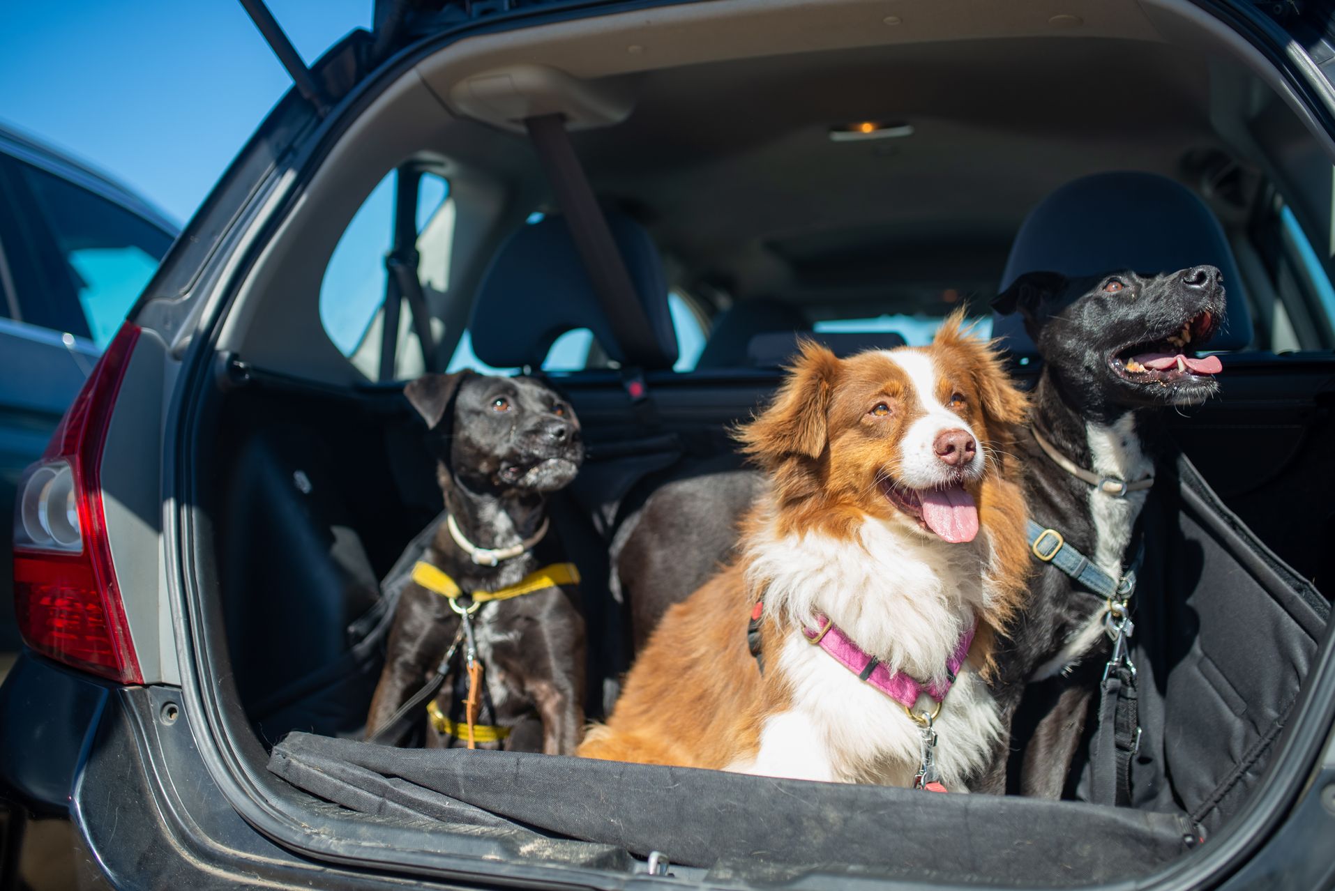 Why Do Dogs Attack Humans for No Reason & How to Stay Safe